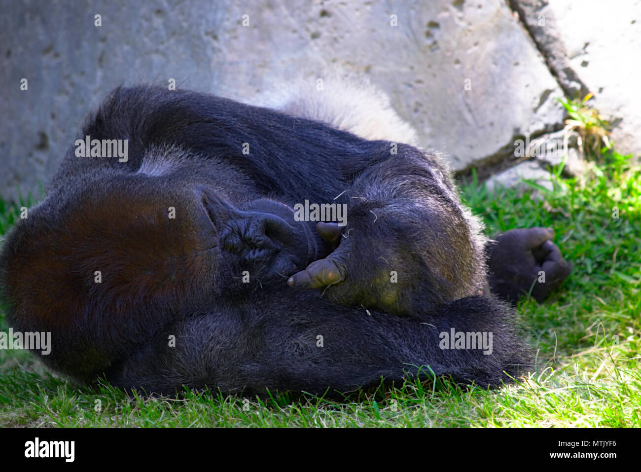 Scary Gorilla High Resolution Stock Photography and Images - Alamy