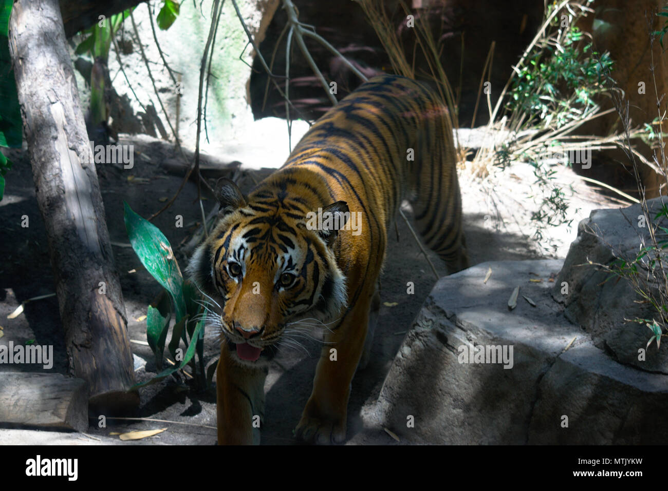 Tiger walking forward Stock Photo - Alamy
