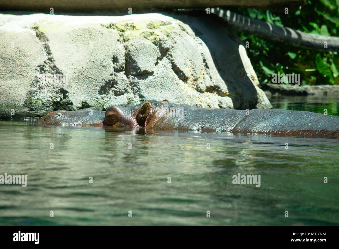 Hippo submerged in pool Stock Photo - Alamy