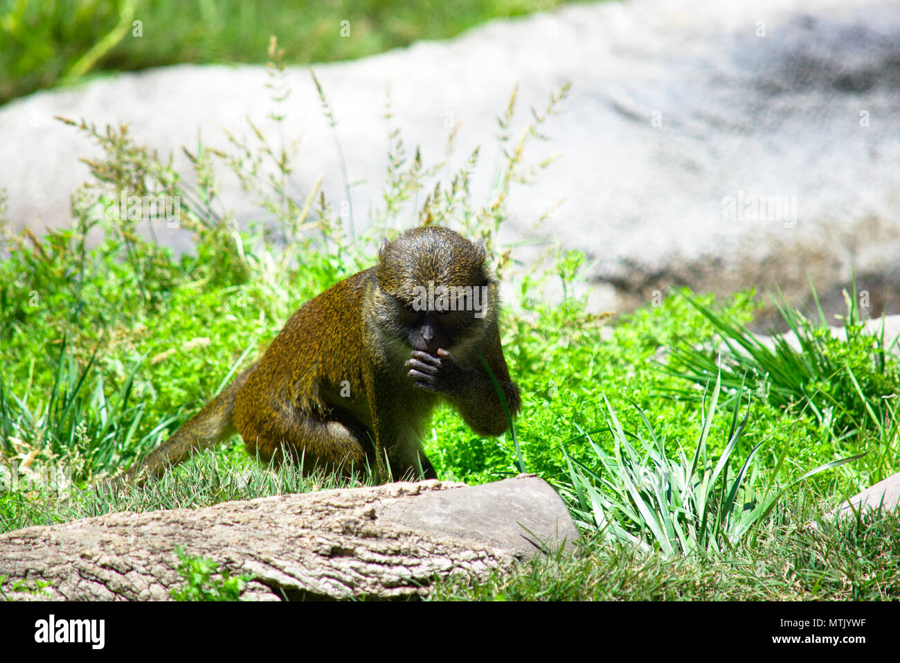 Allen swamp monkey in zoo Stock Photo - Alamy