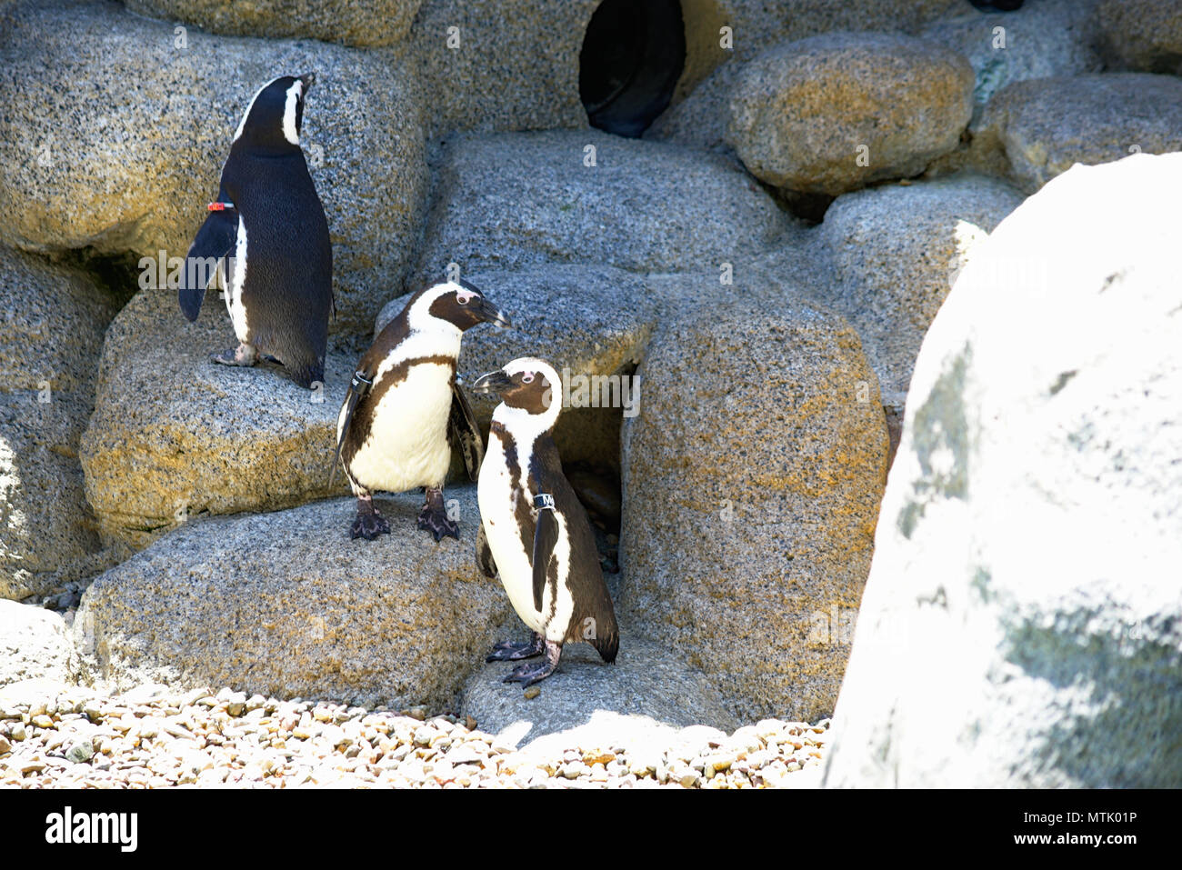 Penguin attack hi-res stock photography and images - Alamy