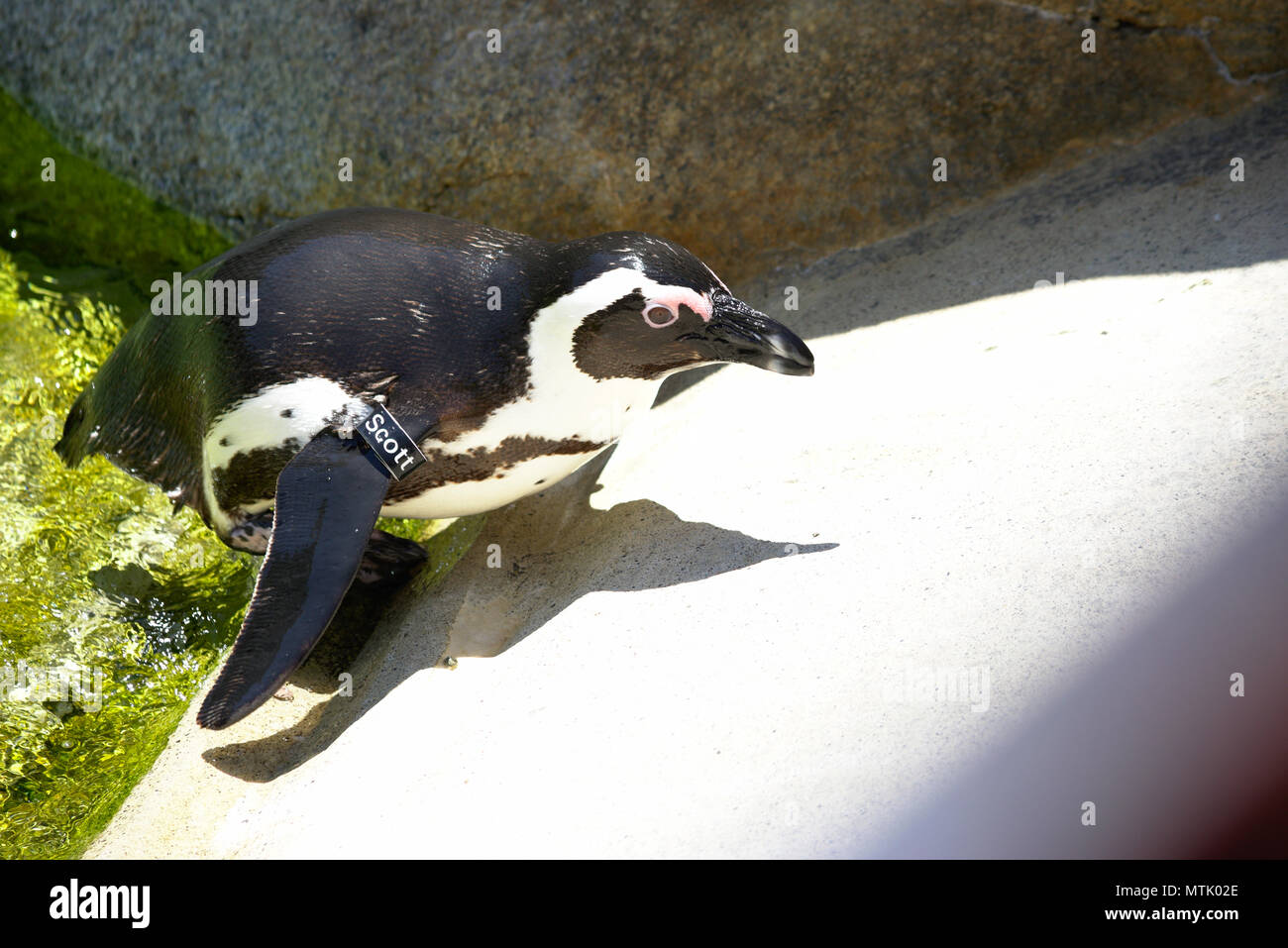 African Penguin leaving pool at zoo Stock Photo - Alamy