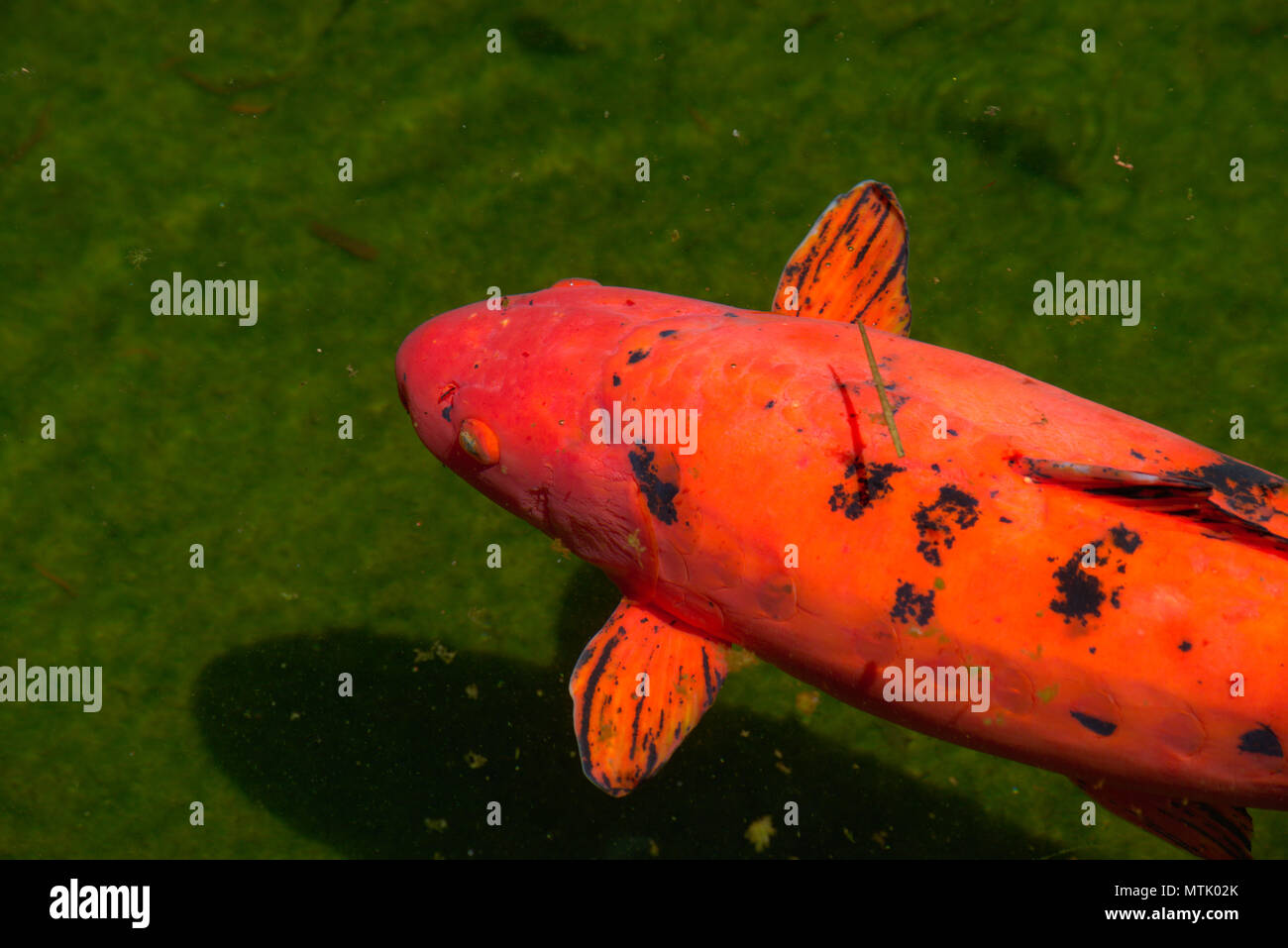 Closeup of Koi Fish Stock Photo - Alamy