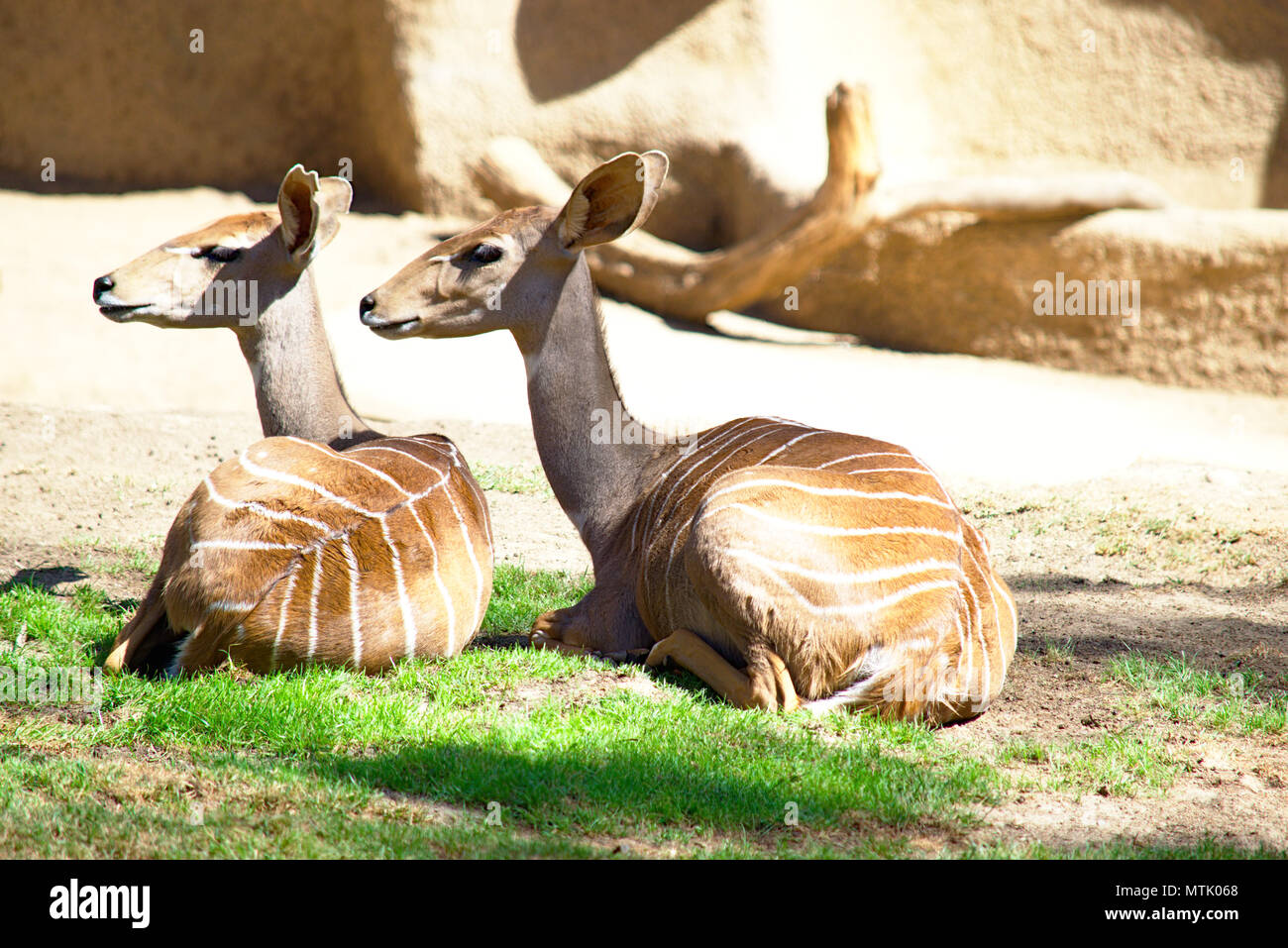 Two female Nyala Antelope lying down Stock Photo - Alamy