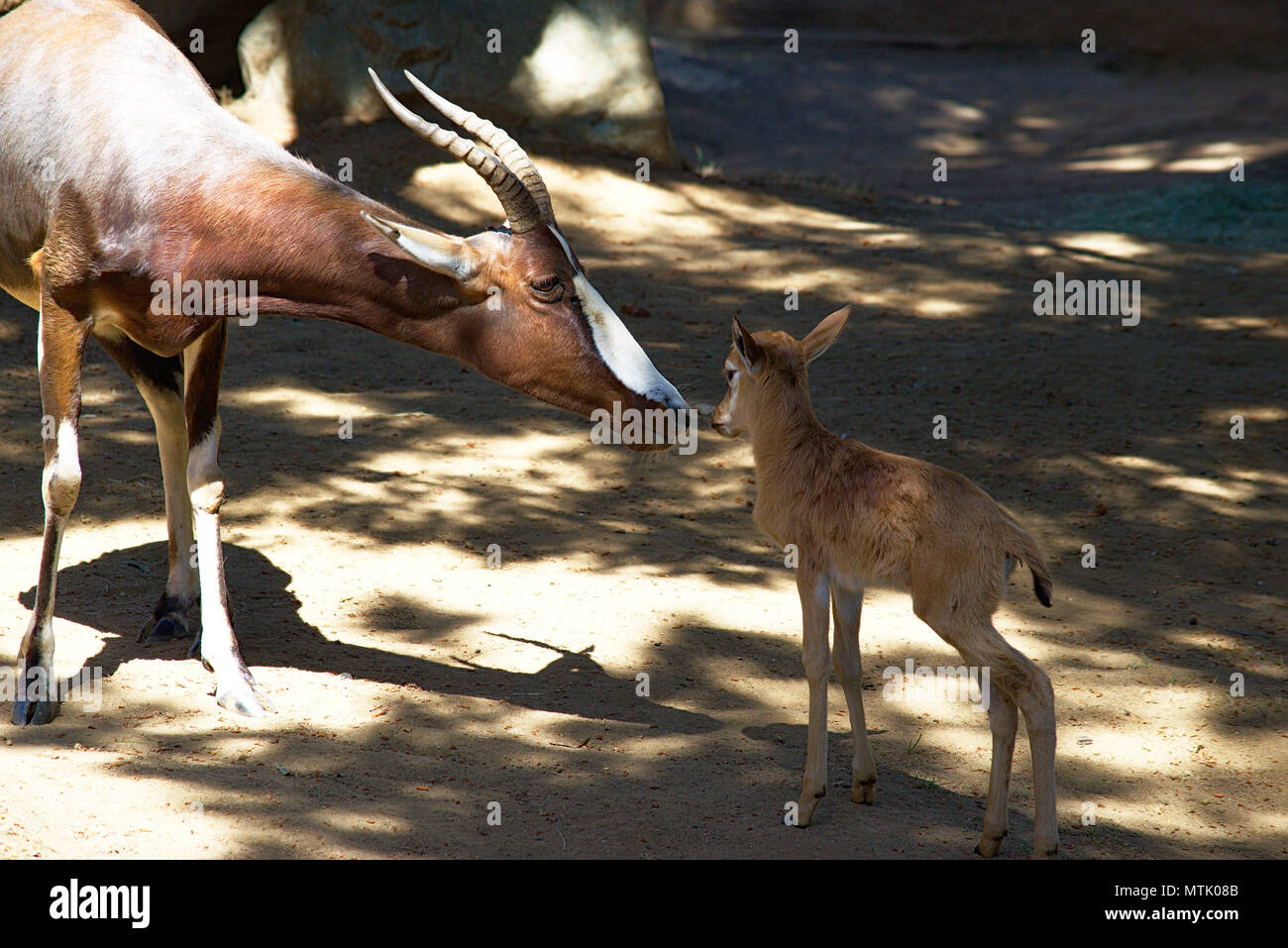Female Bontebok with baby Stock Photo - Alamy
