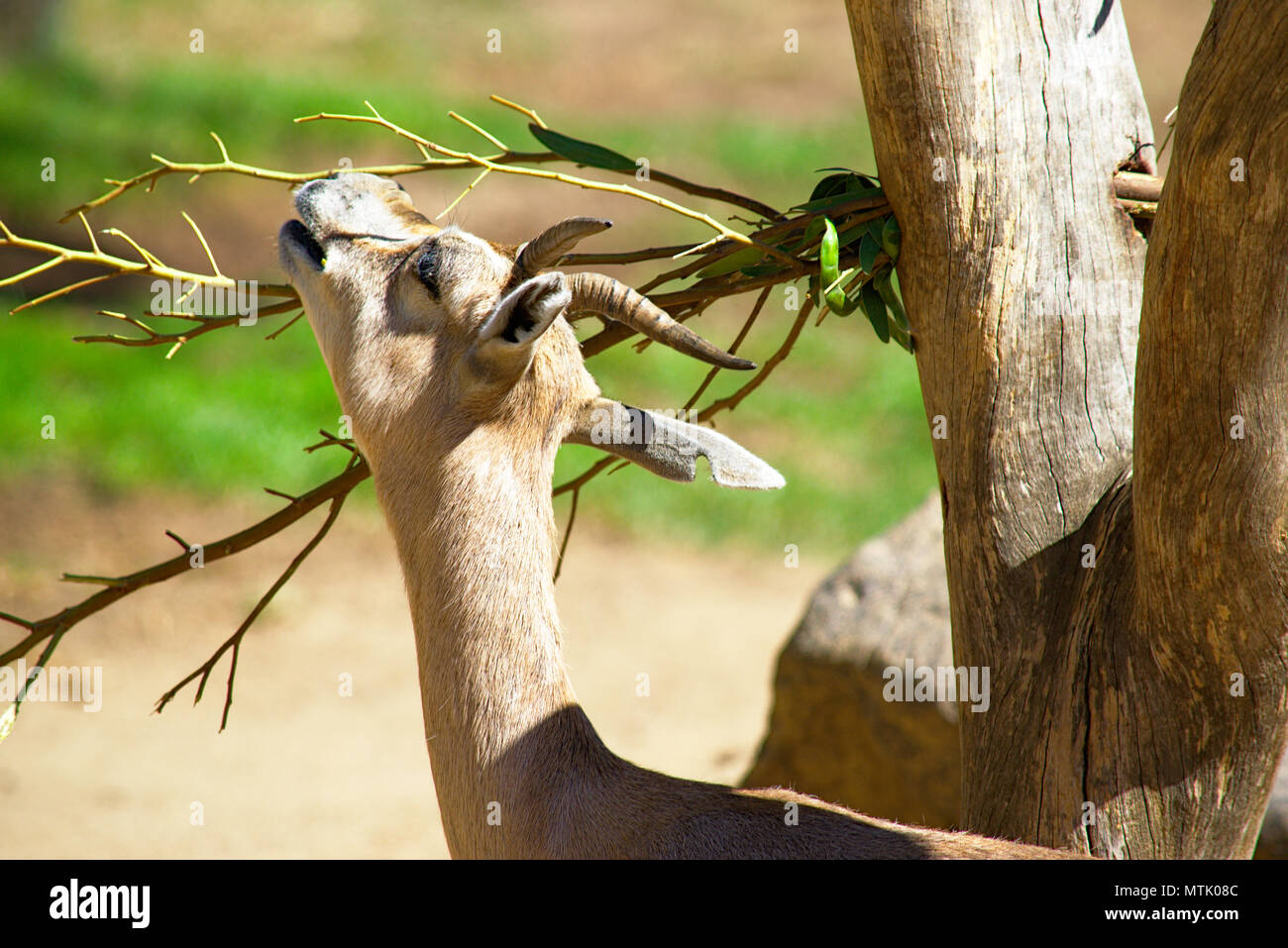 Gazelle eating leaves Stock Photo - Alamy