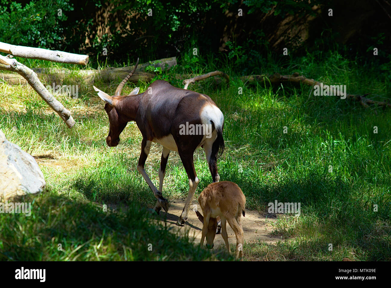 Female Bontebok with baby Stock Photo - Alamy