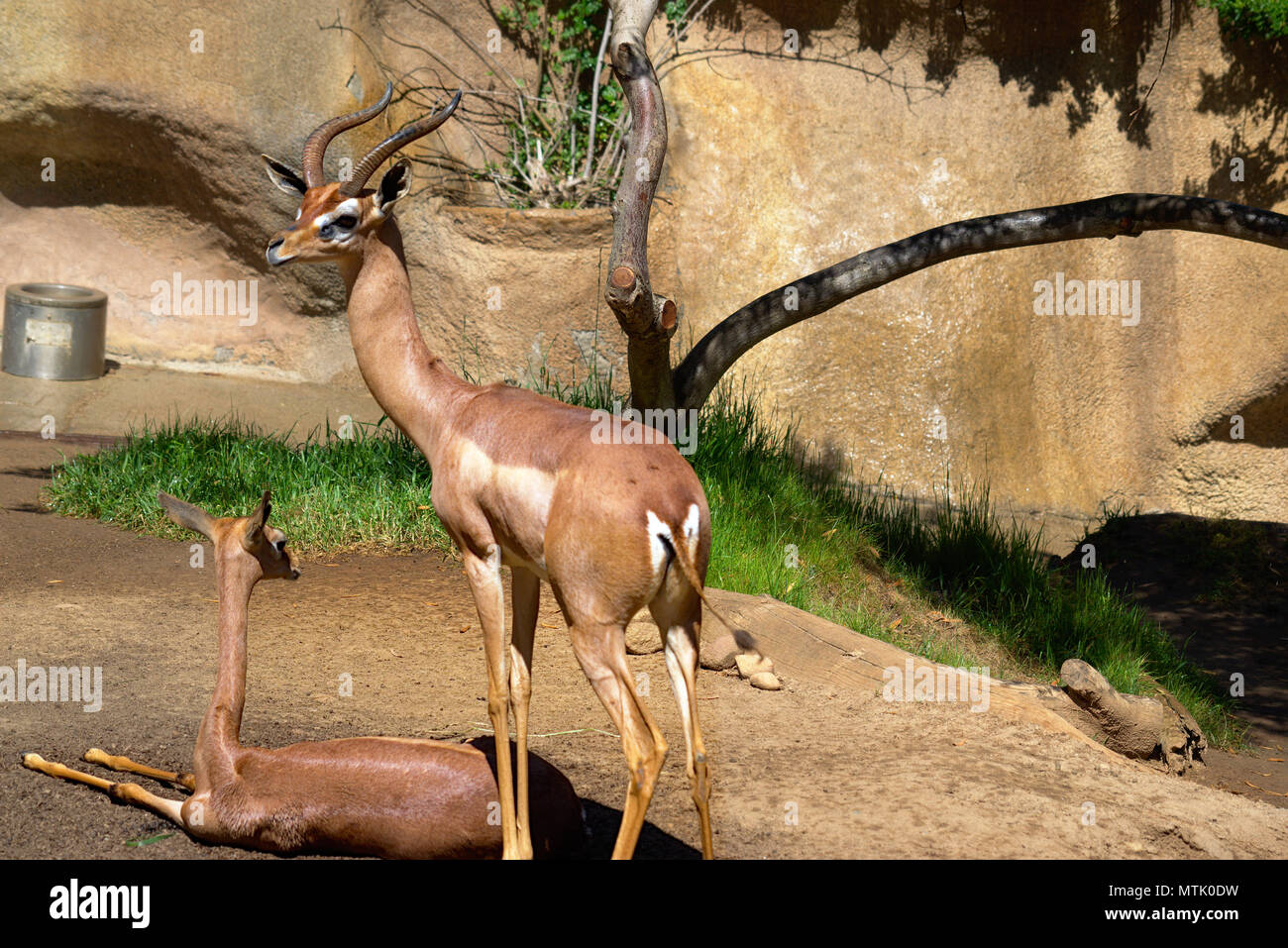 Gazelle gazella male female hi-res stock photography and images - Alamy
