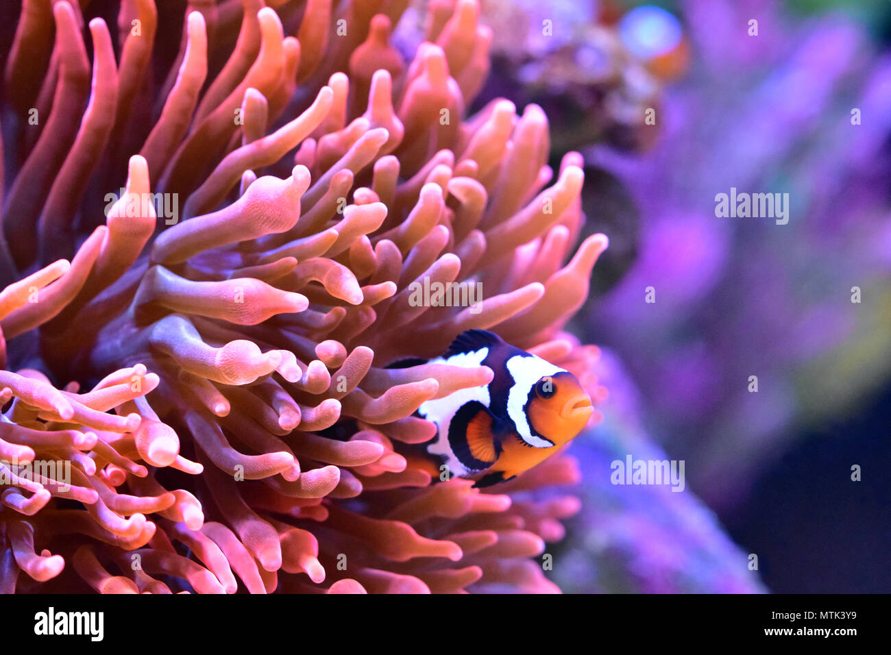 Bubble Tip Anemone