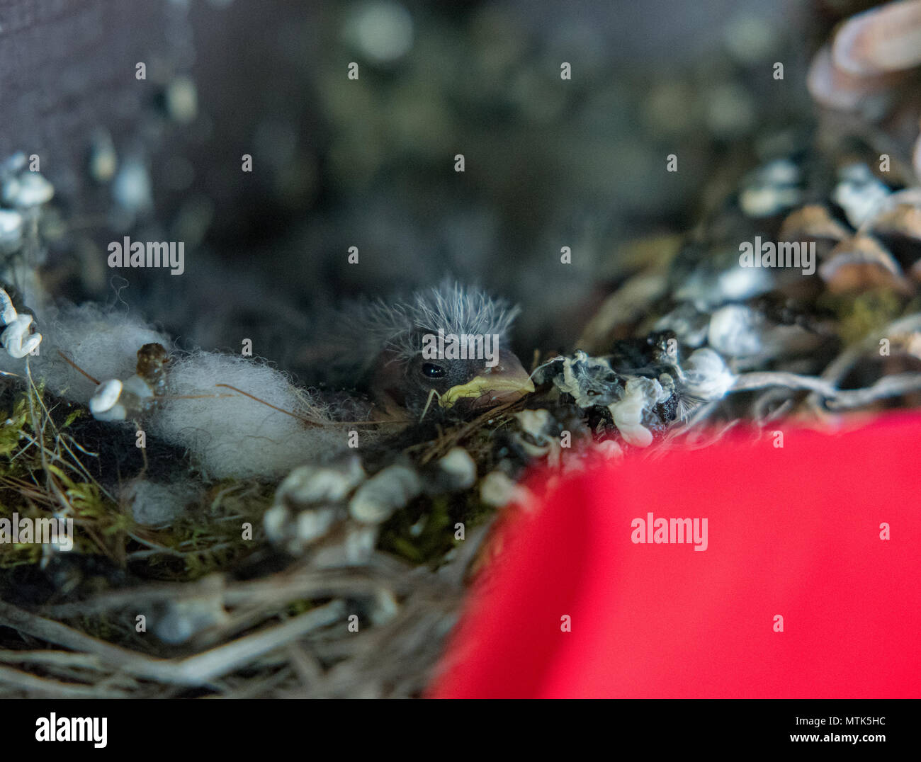 House Finch Eyes High Resolution Stock Photography and Images - Alamy