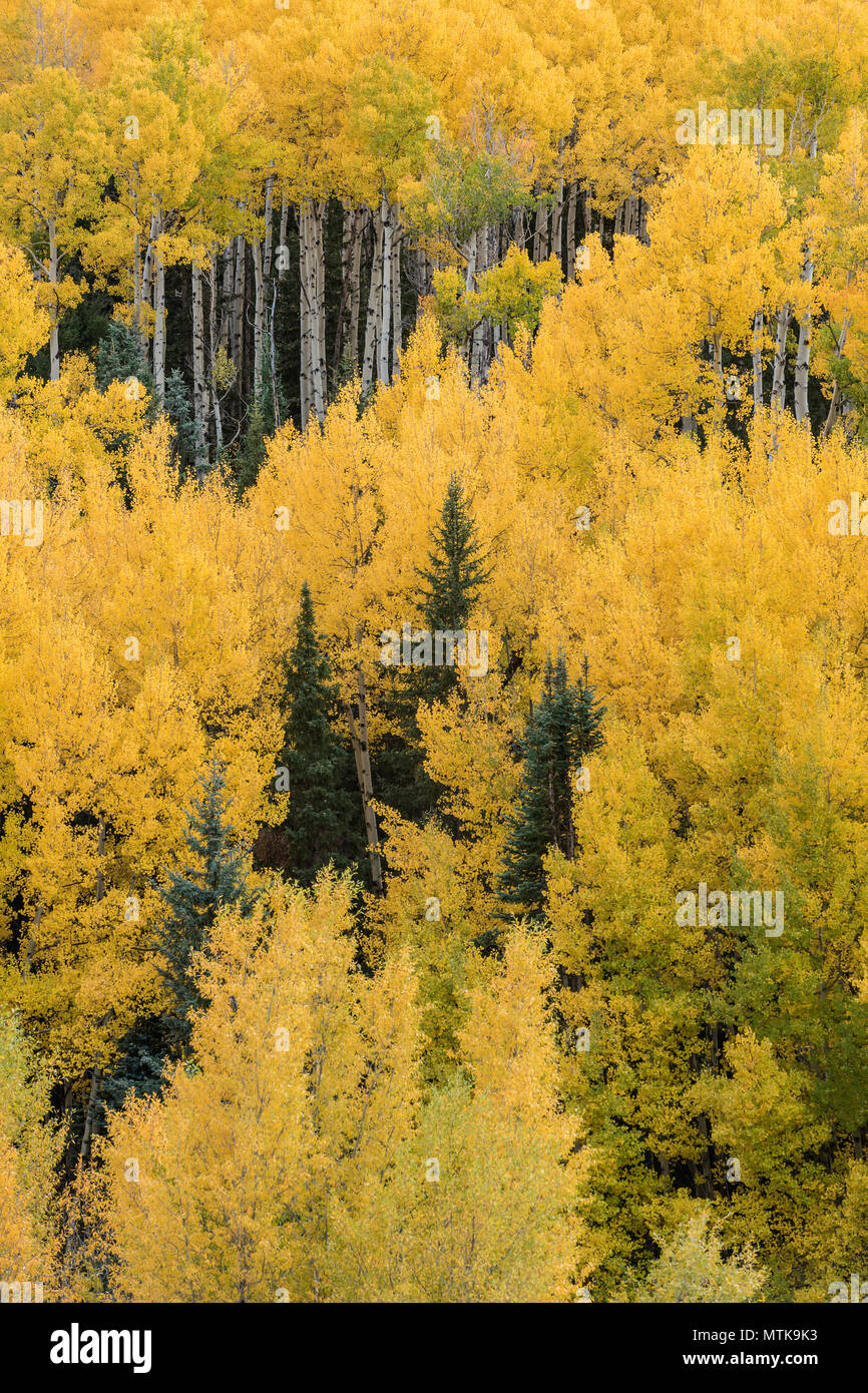 Colorado Fall Color Stock Photo - Alamy