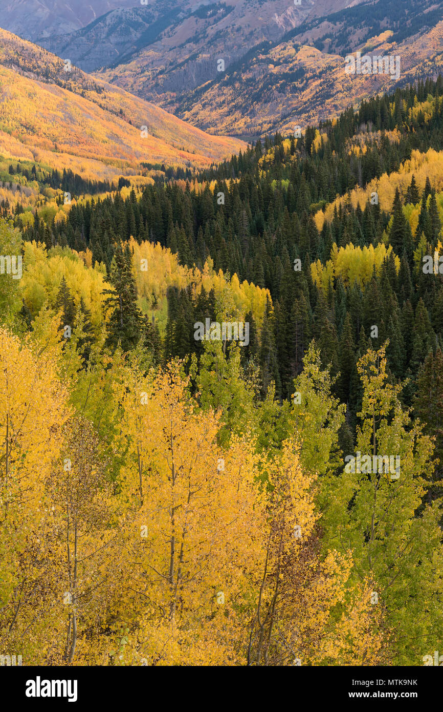 Fall color yellow hi-res stock photography and images - Alamy