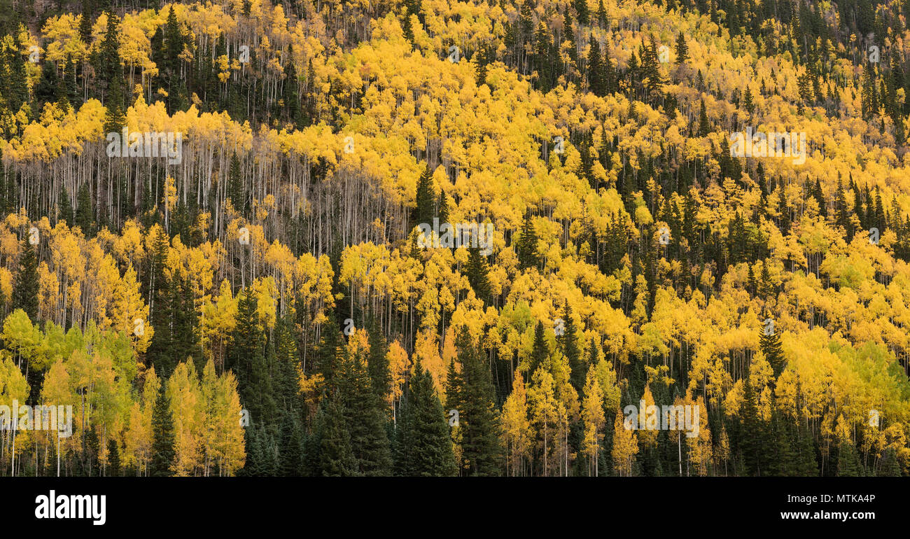 Fall color yellow hi-res stock photography and images - Alamy