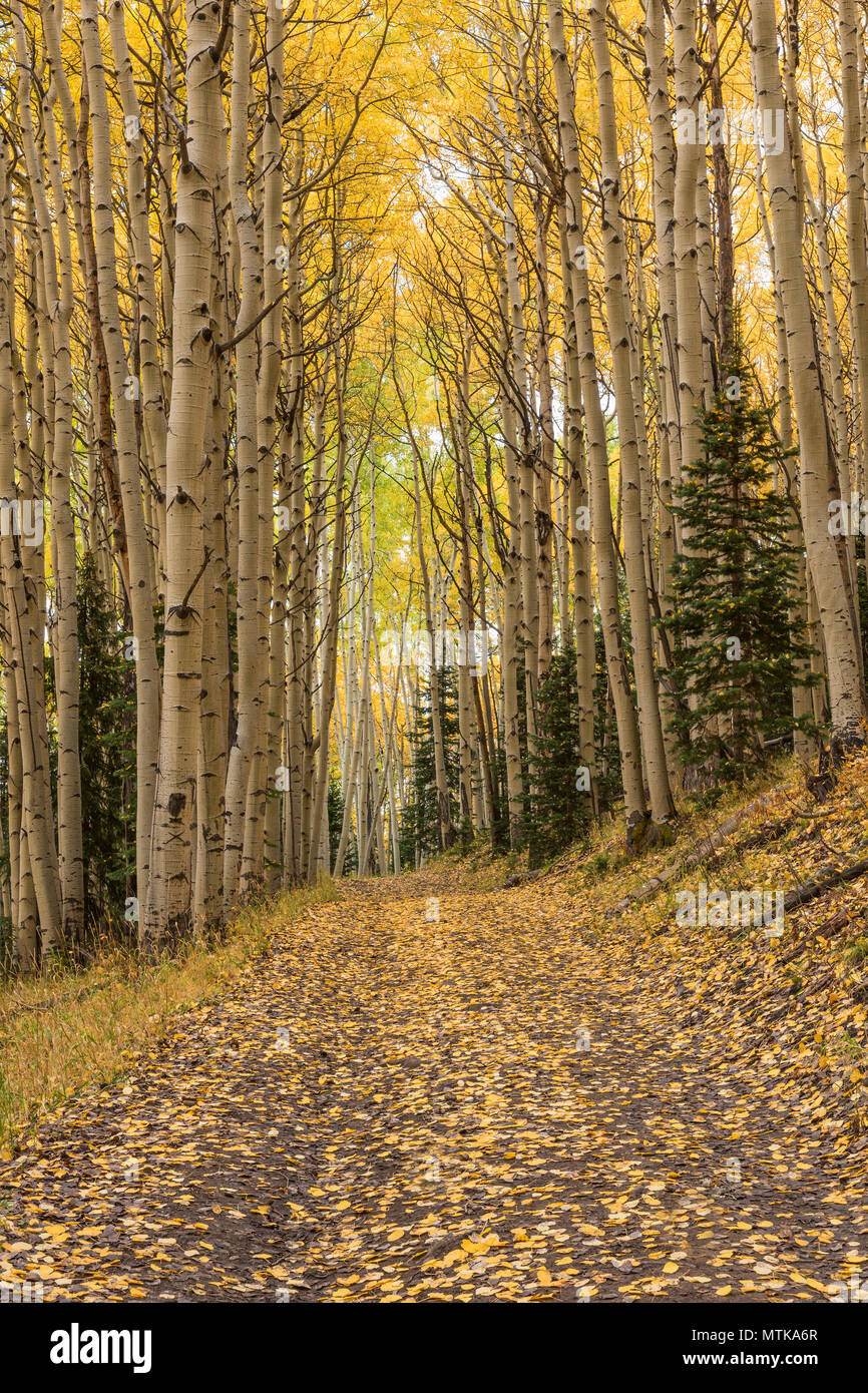 Colorado Fall Color Stock Photo - Alamy
