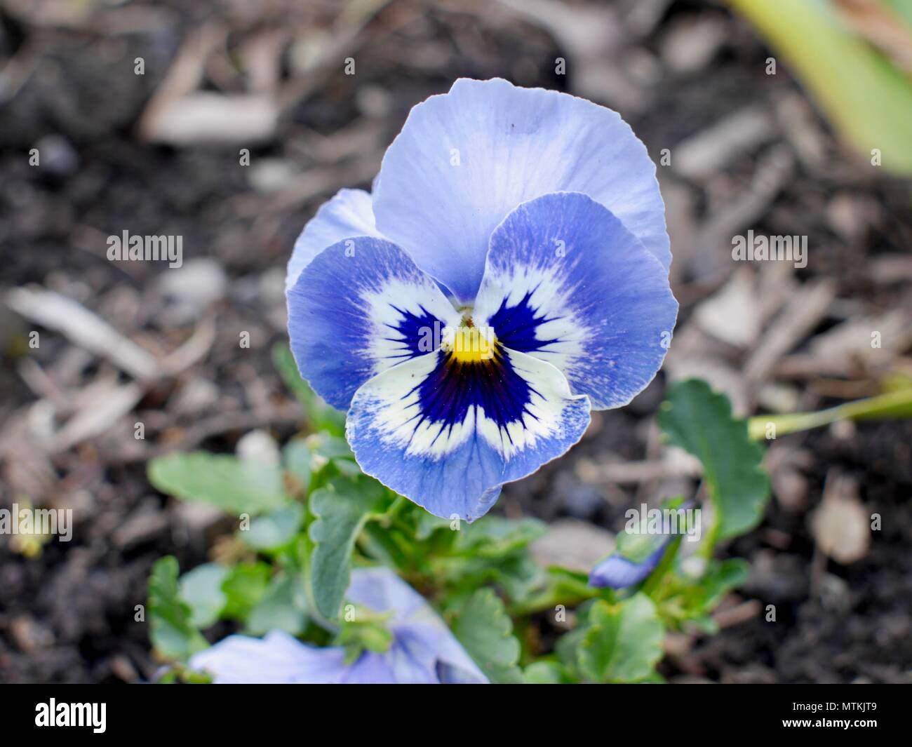 Pansy flower garden hi-res stock photography and images - Alamy