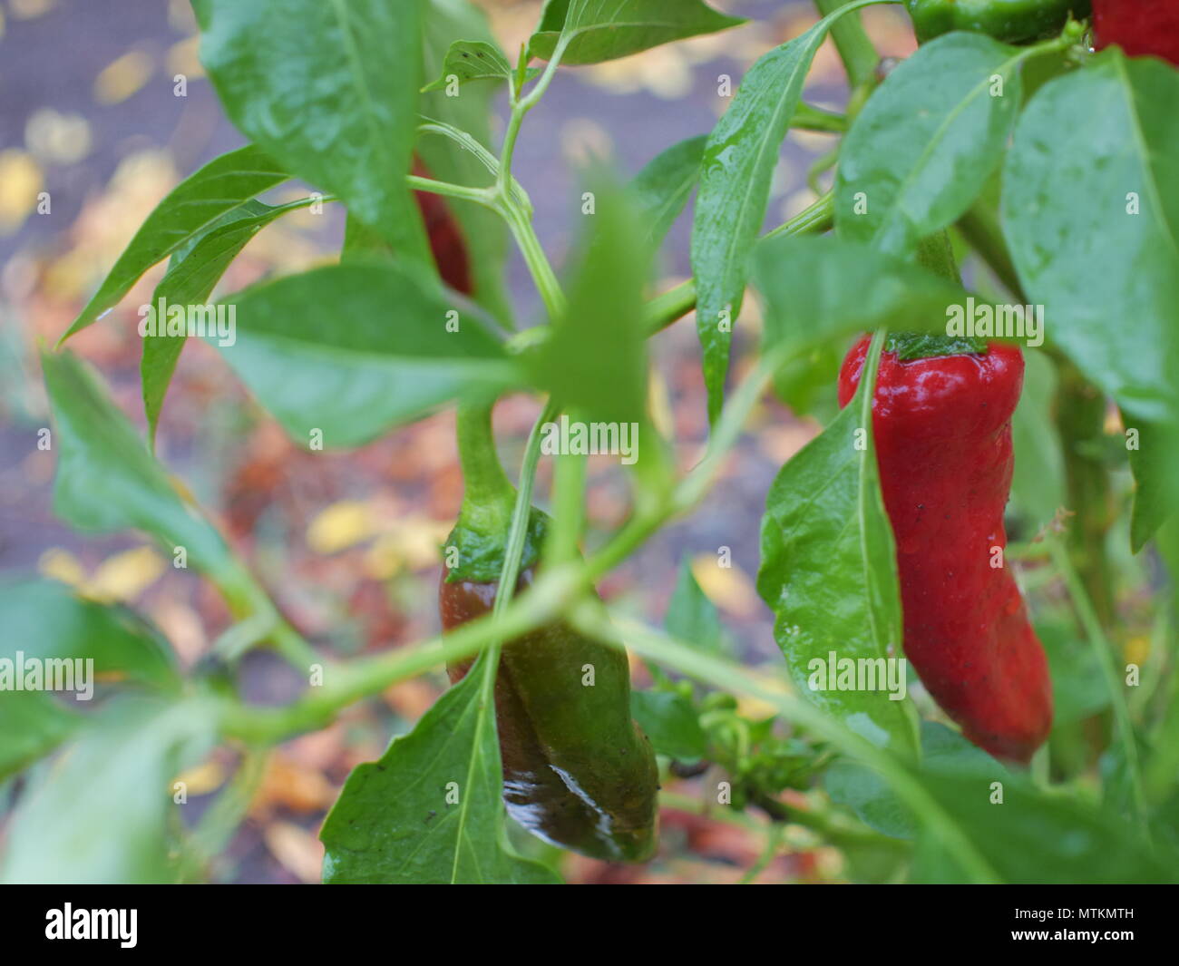 Red pepper garden hi-res stock photography and images - Alamy