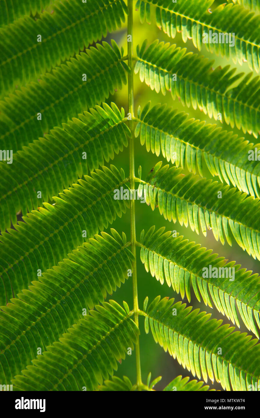 Texture small green leaf background , nature background Stock Photo - Alamy