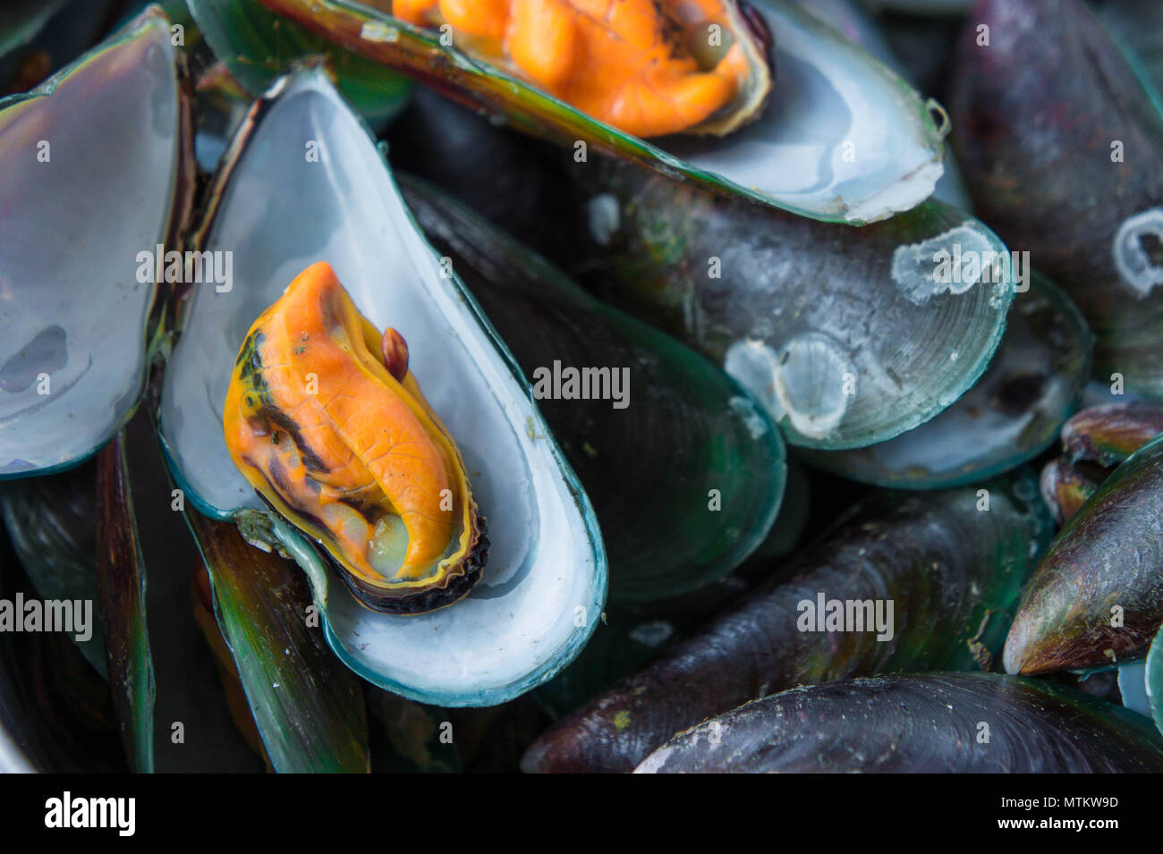 Steaming mussels delicious seafood hi-res stock photography and images ...