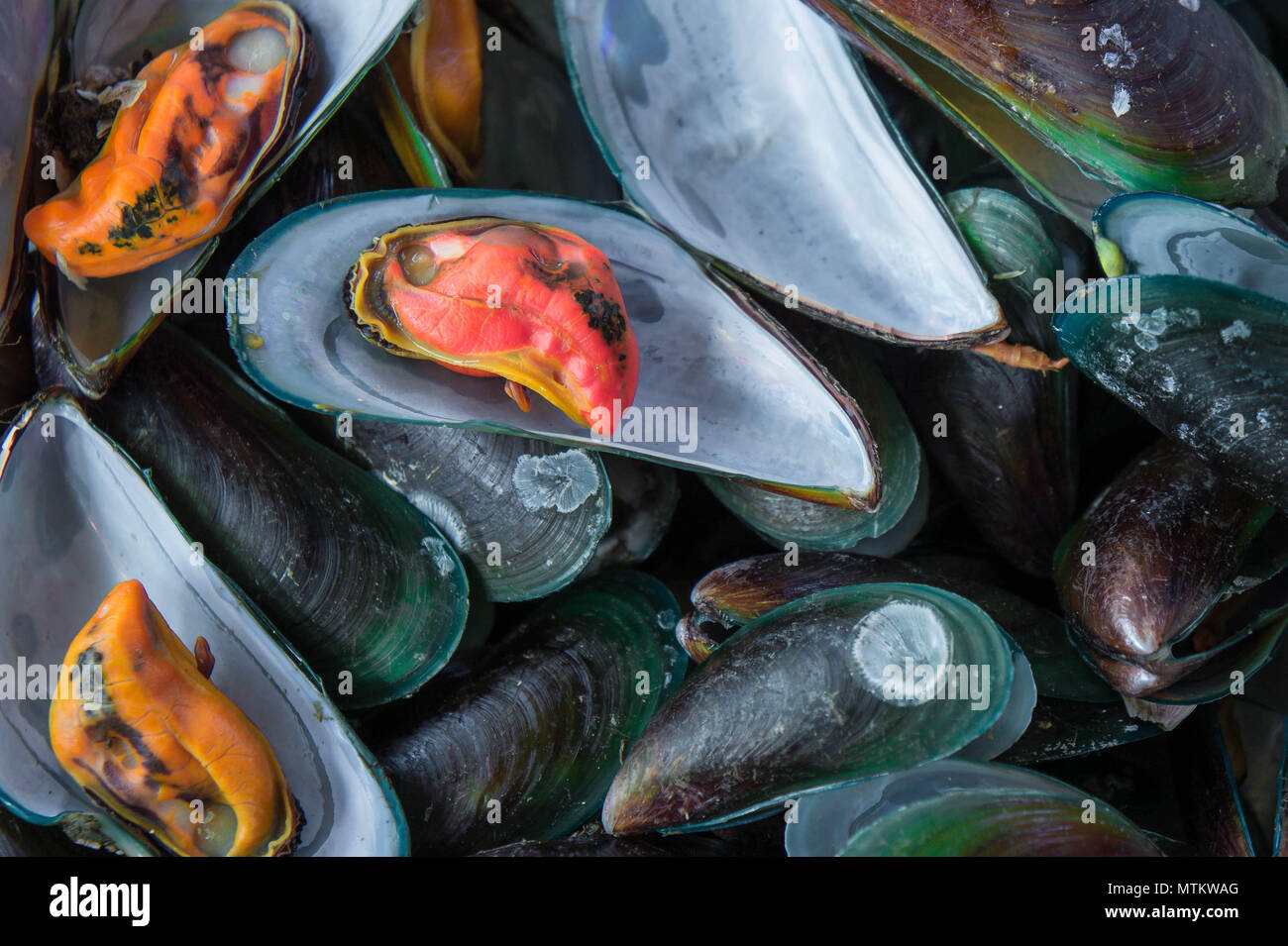 Steaming mussels delicious seafood hi-res stock photography and images ...