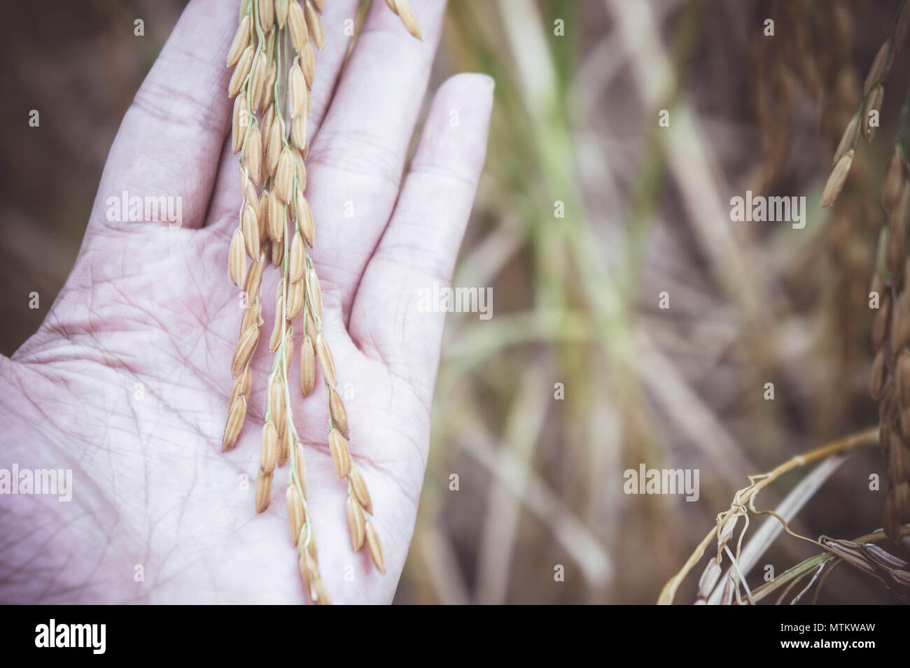 Rice paddy Yellow paddy harvested during harvesting season. Ready to be ...