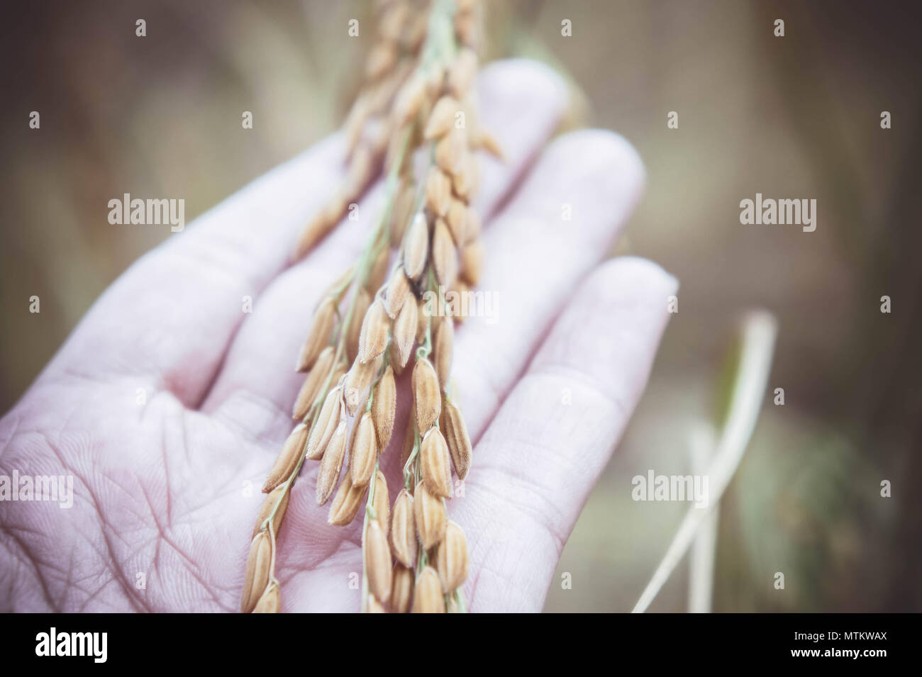 Rice paddy Yellow paddy harvested during harvesting season. Ready to be ...