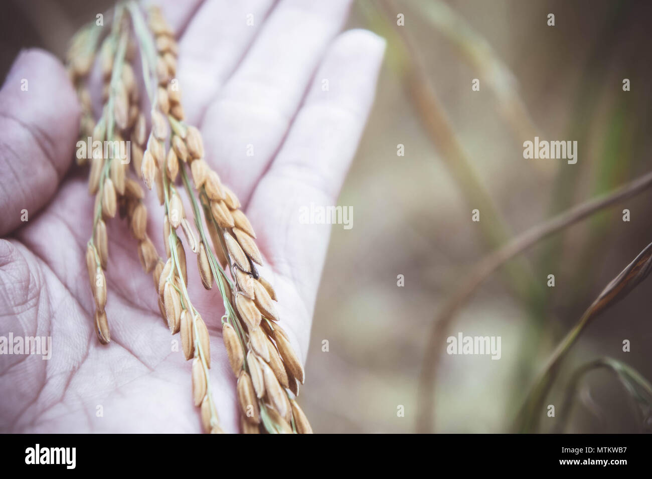Rice paddy Yellow paddy harvested during harvesting season. Ready to be ...