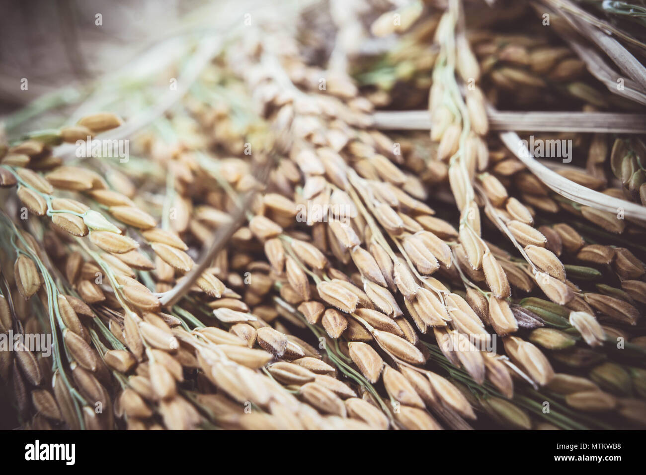Rice paddy Yellow paddy harvested during harvesting season. Ready to be ...