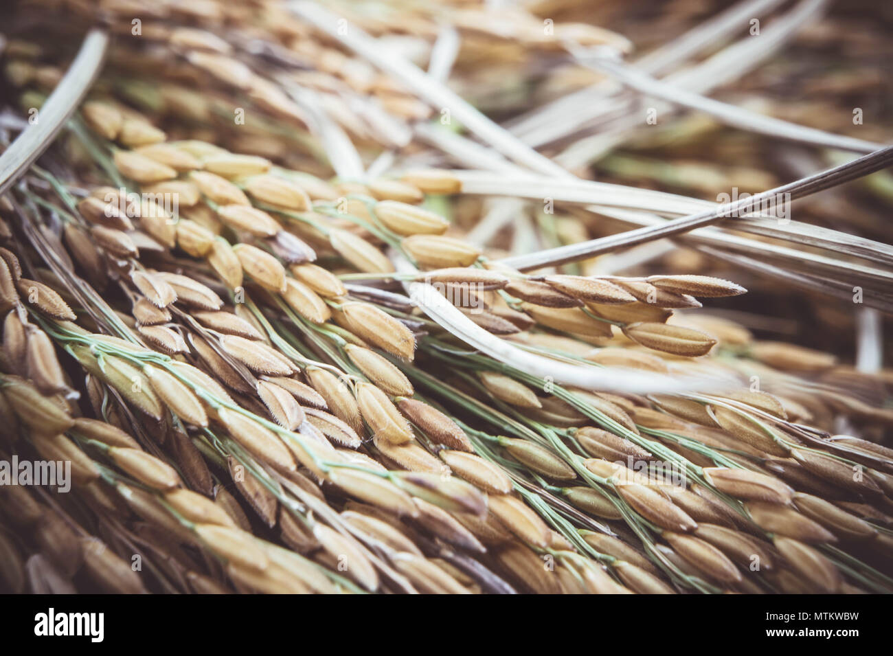 Rice paddy Yellow paddy harvested during harvesting season. Ready to be ...
