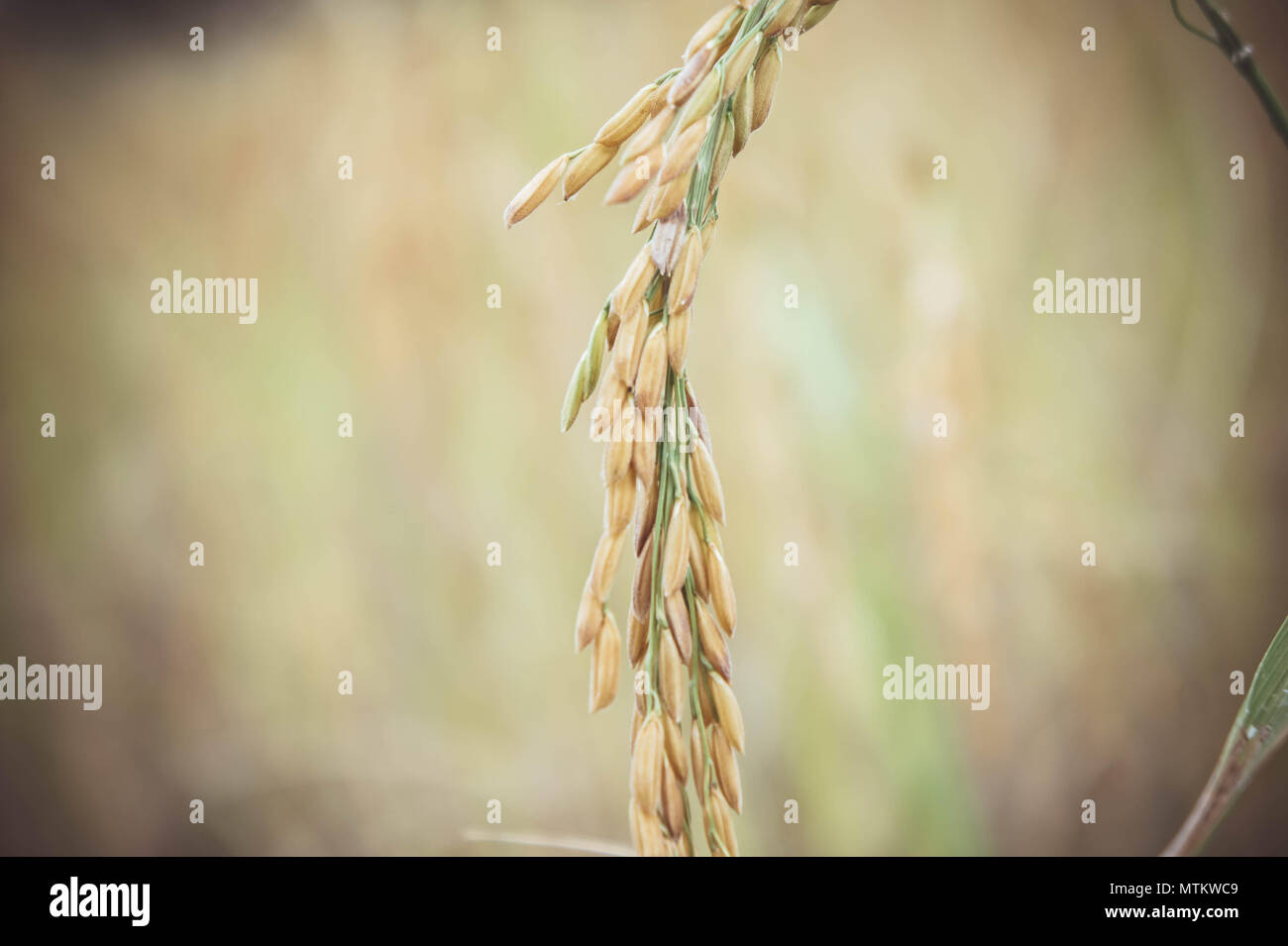 Rice paddy Yellow paddy harvested during harvesting season. Ready to be ...