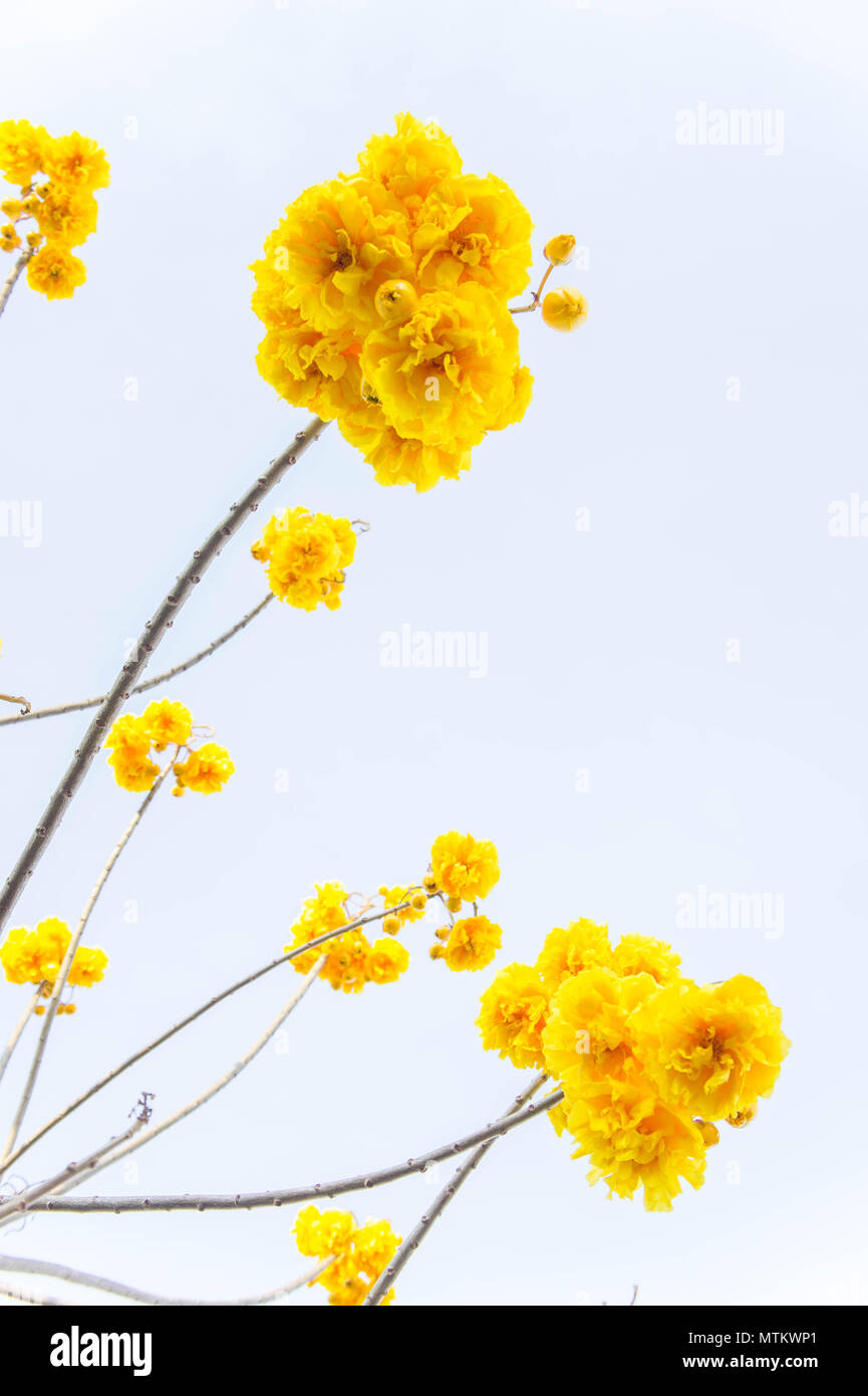 yellow flowers tree on top view sky background , yellow flowers on ...