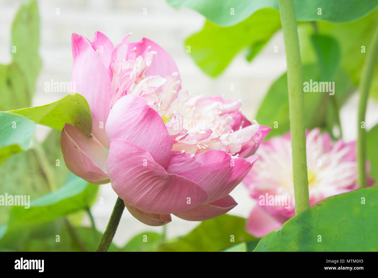 Natural Lotus flower on holy day , lotus or waterlilly Stock Photo - Alamy