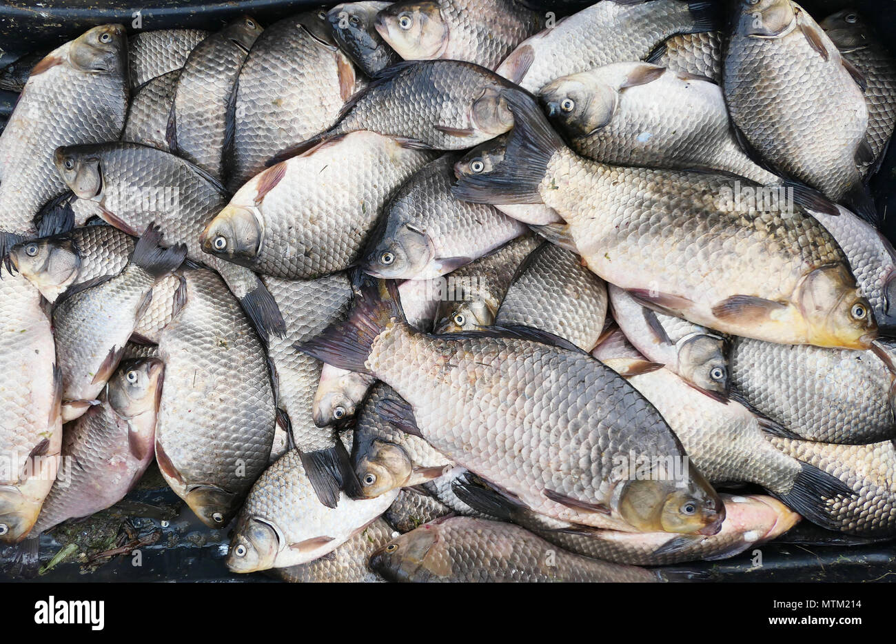 Pile of fresh fish Stock Photo - Alamy