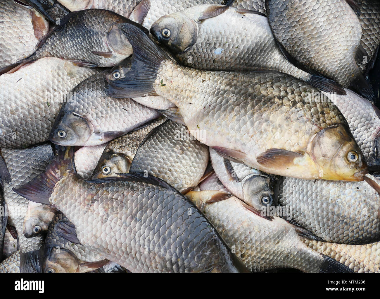 Pile of fresh fish Stock Photo - Alamy