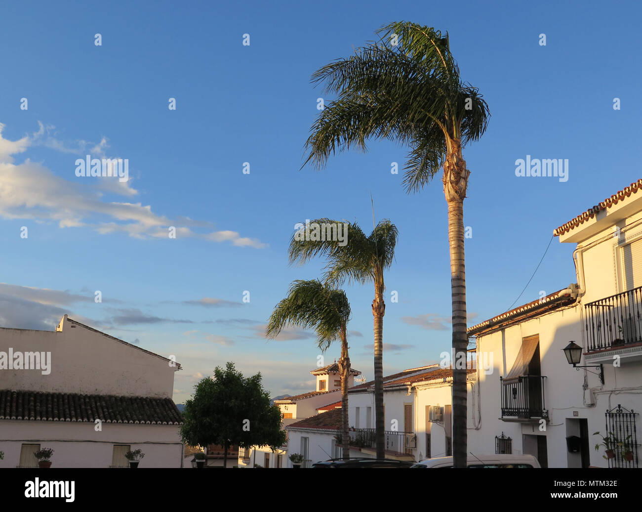 Three Tall palm trees against blue sky in Alora Andalusia Stock Photo ...