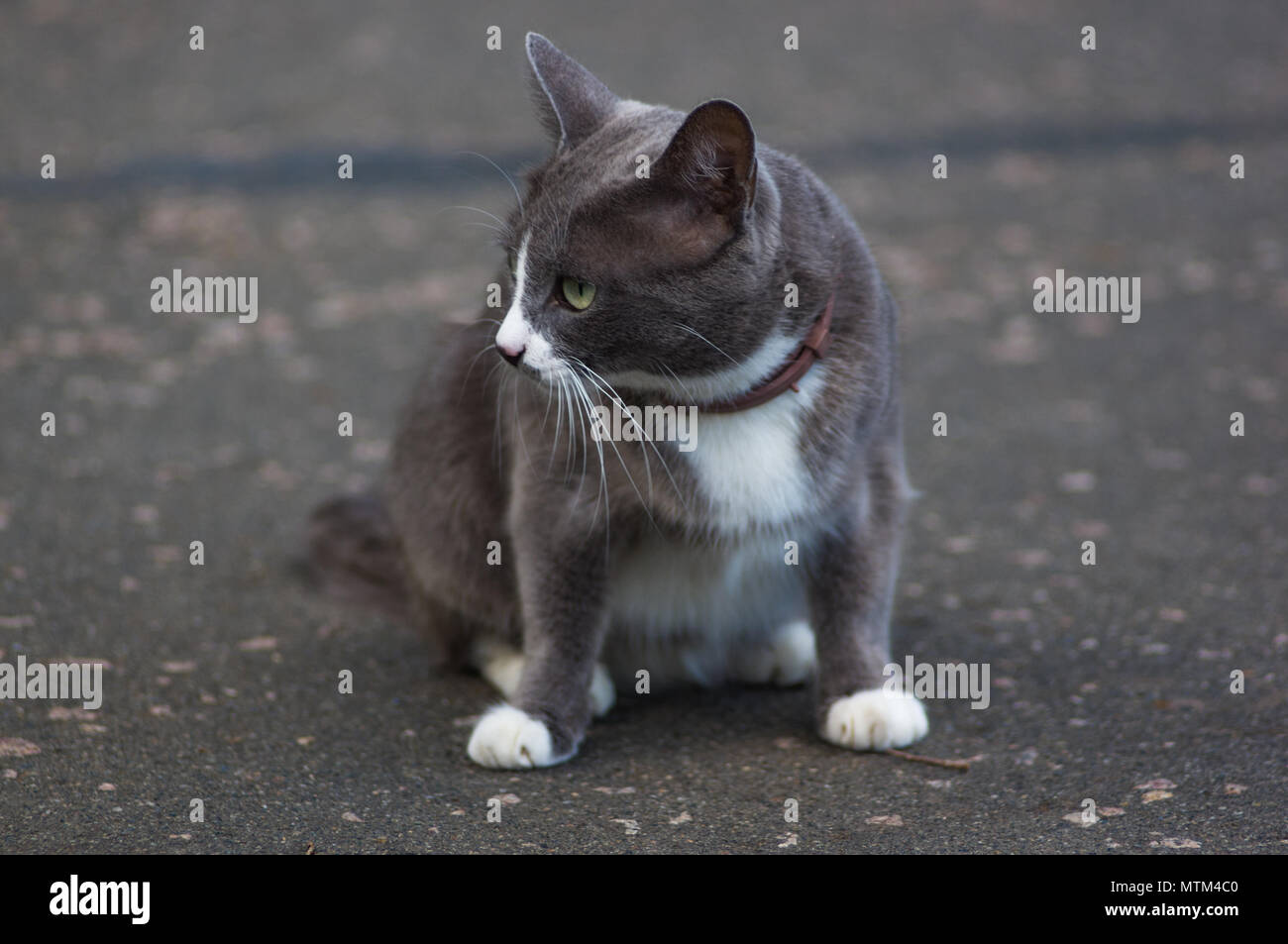 Two tone cat hi-res stock photography and images - Alamy