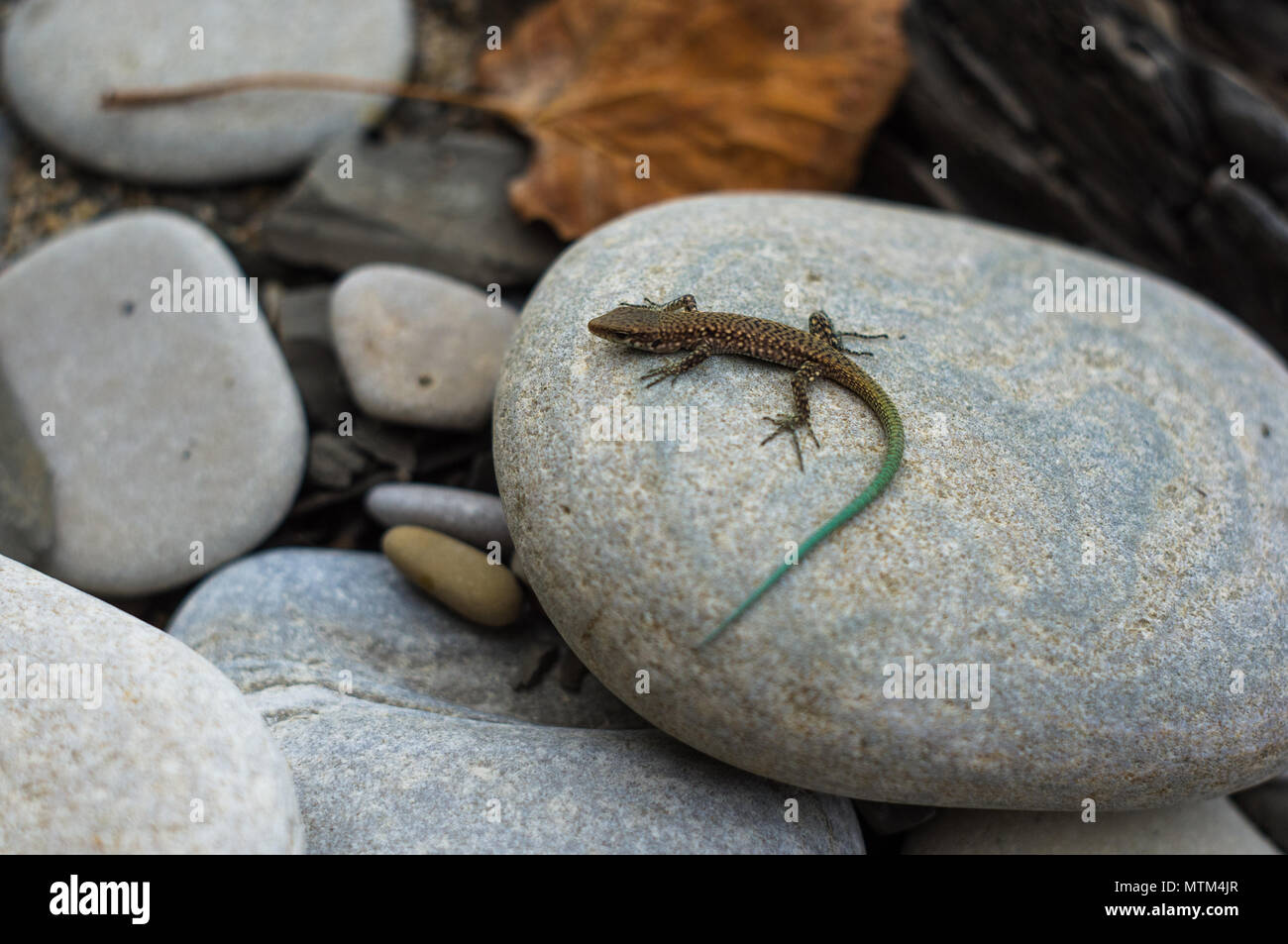 a little brown spotted lizard with green tail, lying on the sea pebbles ...