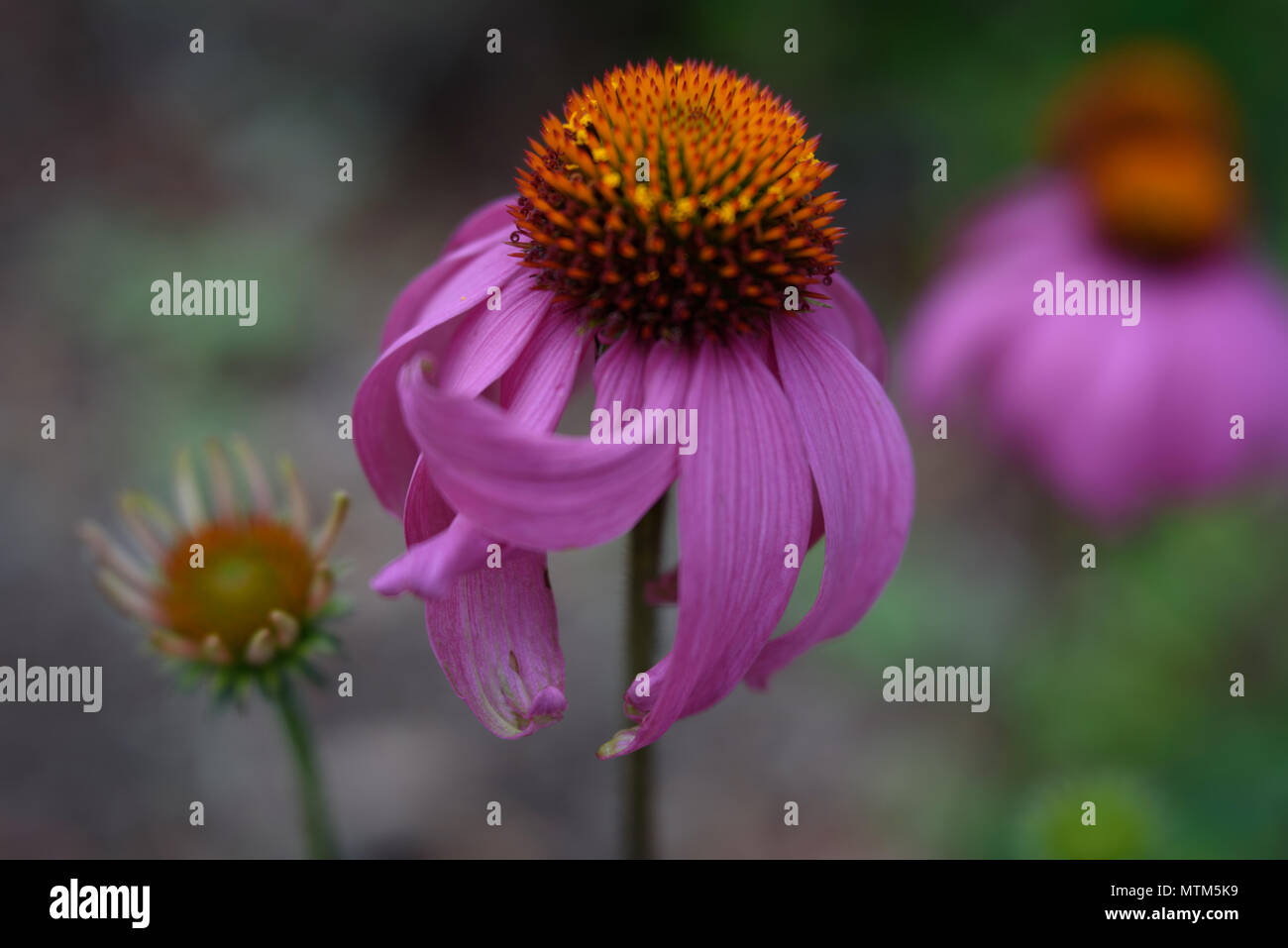Echinacea spring hi-res stock photography and images - Alamy