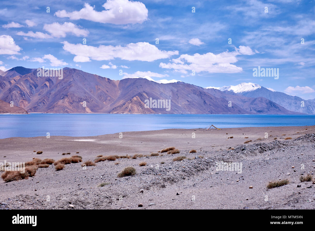 Pangong tso wildlife hi-res stock photography and images - Alamy