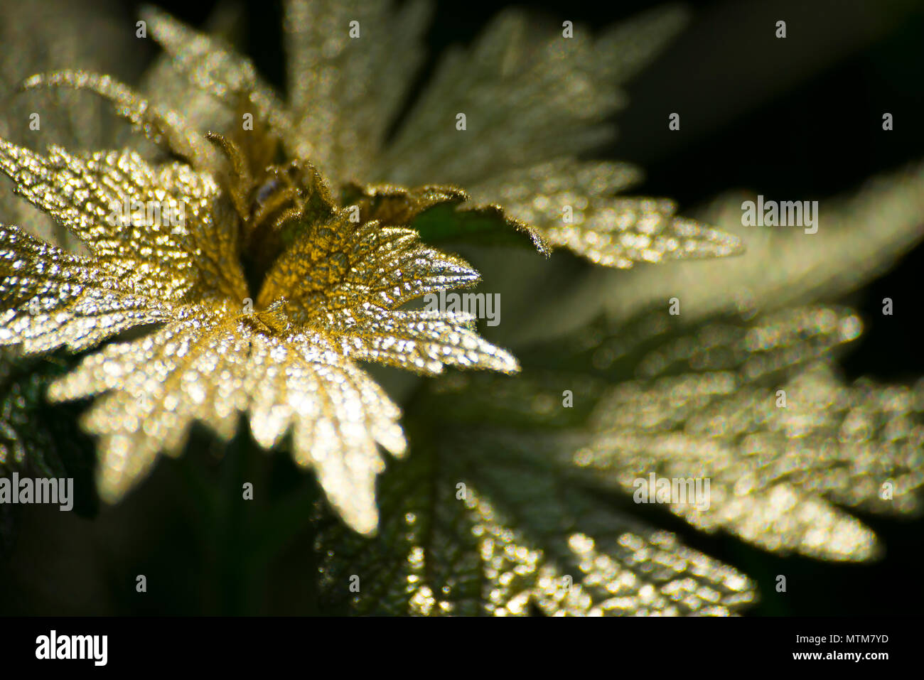 Golden crown texture hi-res stock photography and images - Alamy