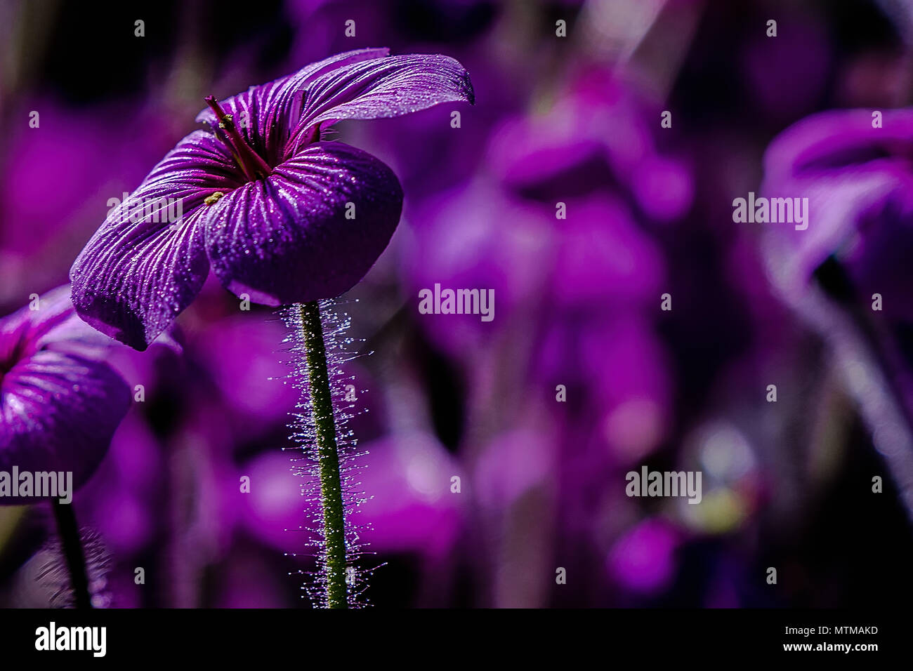 Sparkles in nature hi-res stock photography and images - Alamy