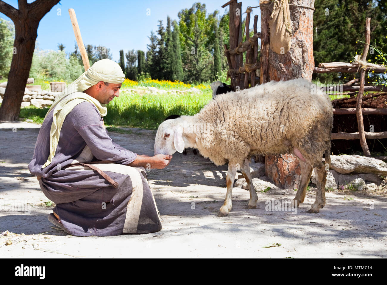 NAZARETH, ISRAEL - APRIL 24: Man dressed as a first-century herder feed ...