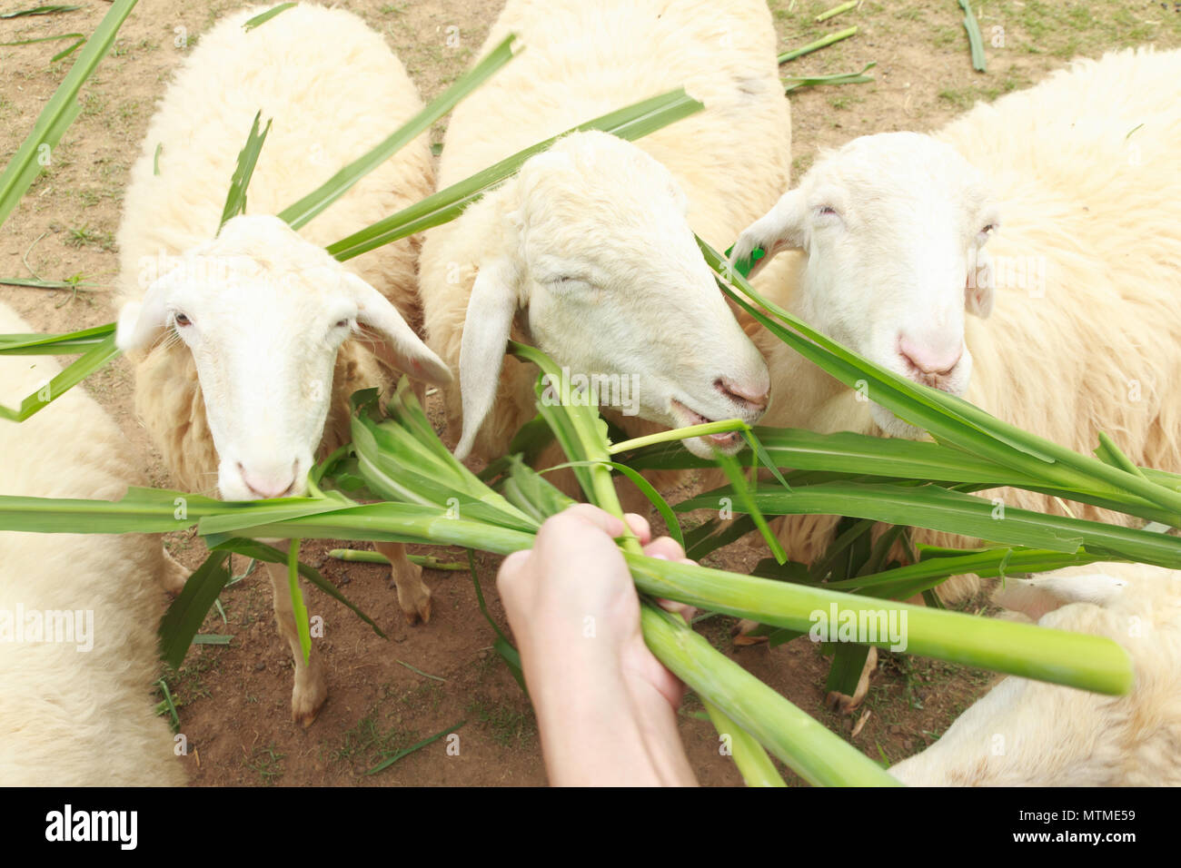 Sheep with grass texture hi-res stock photography and images - Alamy