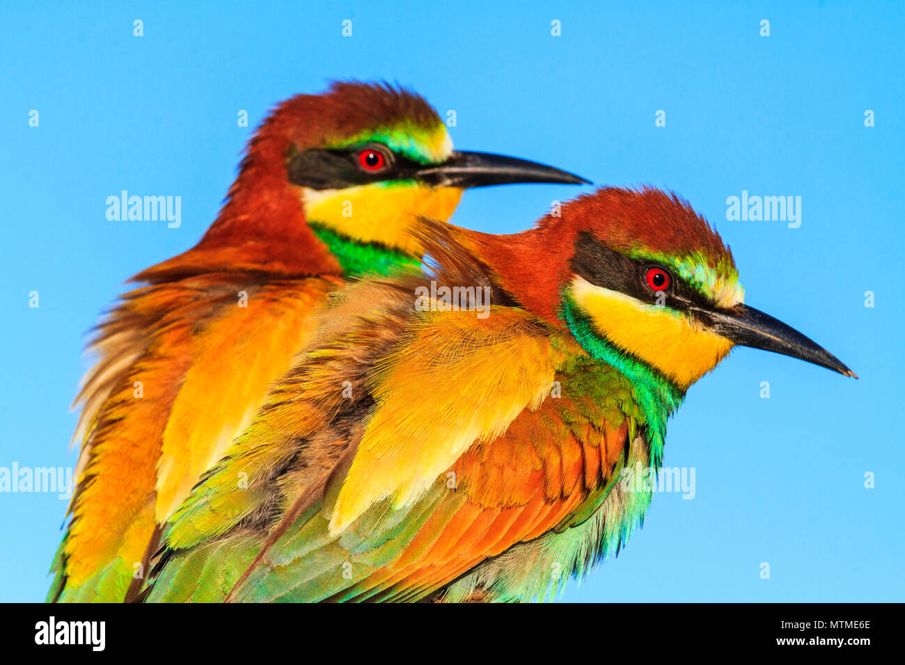 Beautiful birds of nature hi-res stock photography and images - Alamy