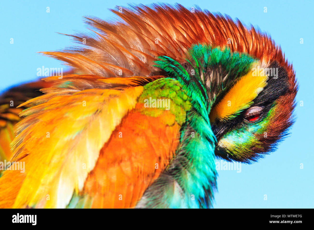 wonders of nature - a beautiful bird of colored feathers, wild nature ...