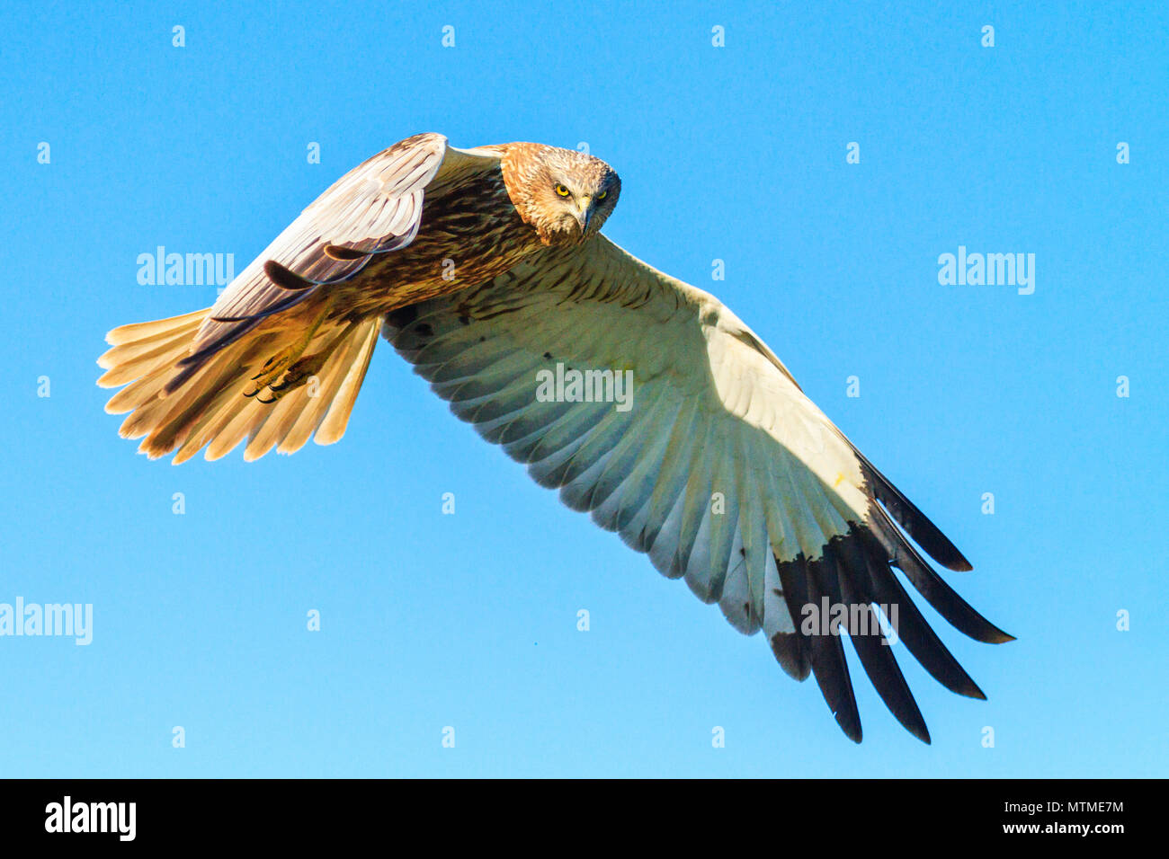 Harrier revealing wings flying through the sky, wild nature Stock Photo ...