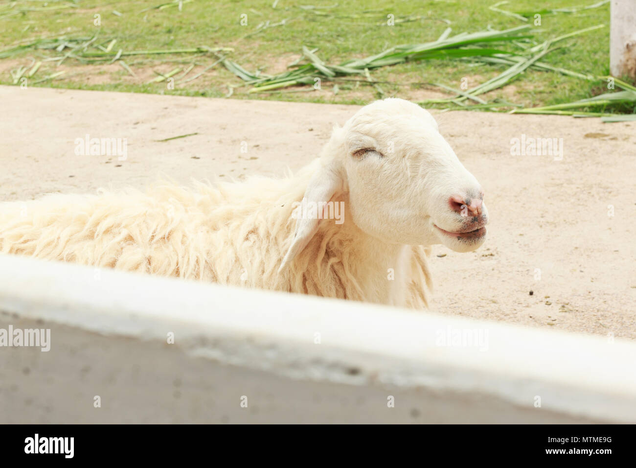 white sheep happy is smiling in the farm Stock Photo - Alamy