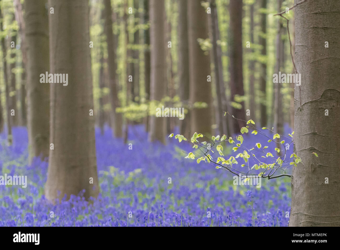 Landscape @ Hallerbos in Belgium. It's a magical forest with bluebells ...