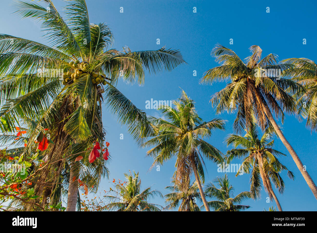 Coconut palm trees on the tropical beach Stock Photo - Alamy
