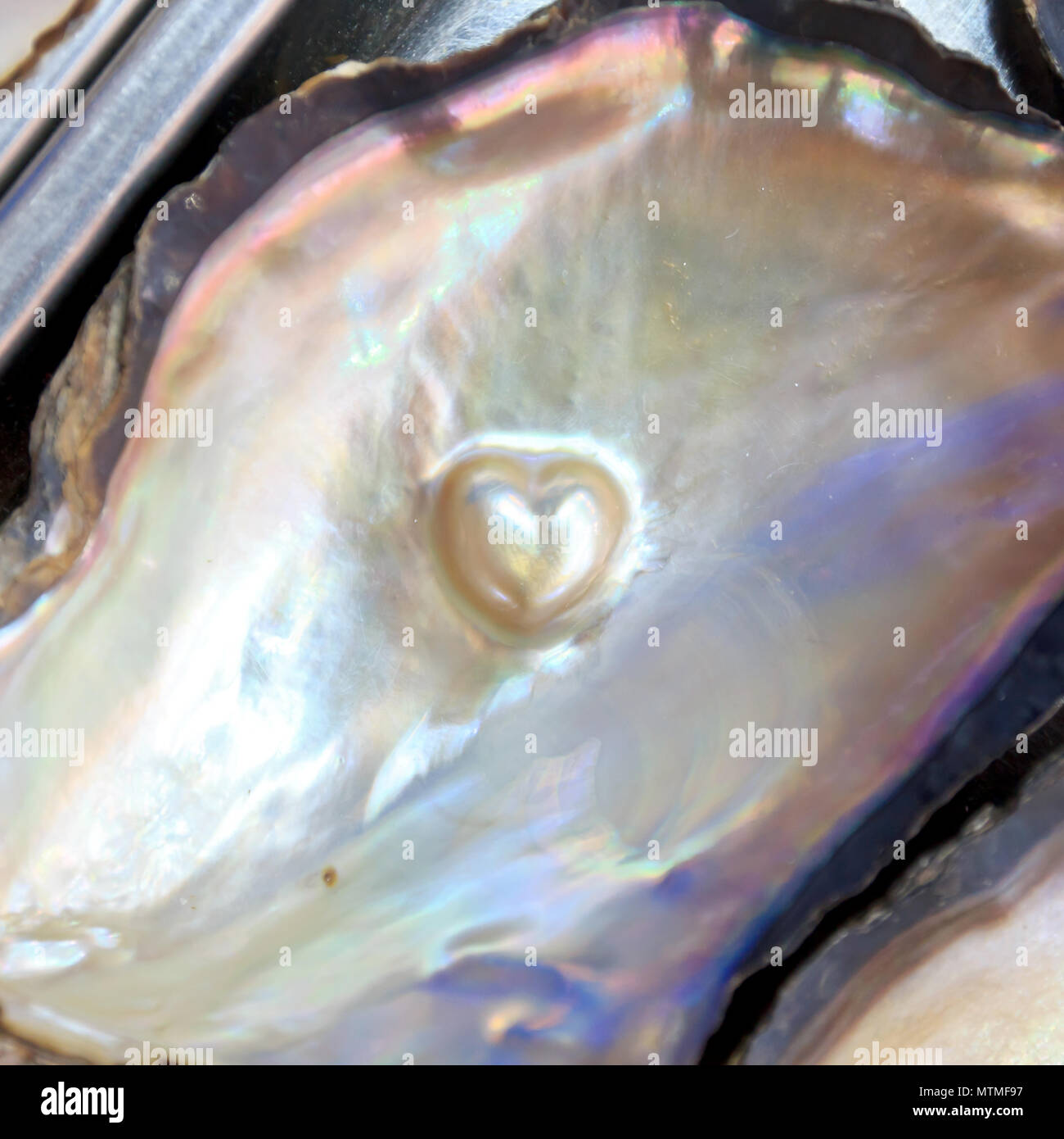 many pearl shape heart in shell Stock Photo - Alamy