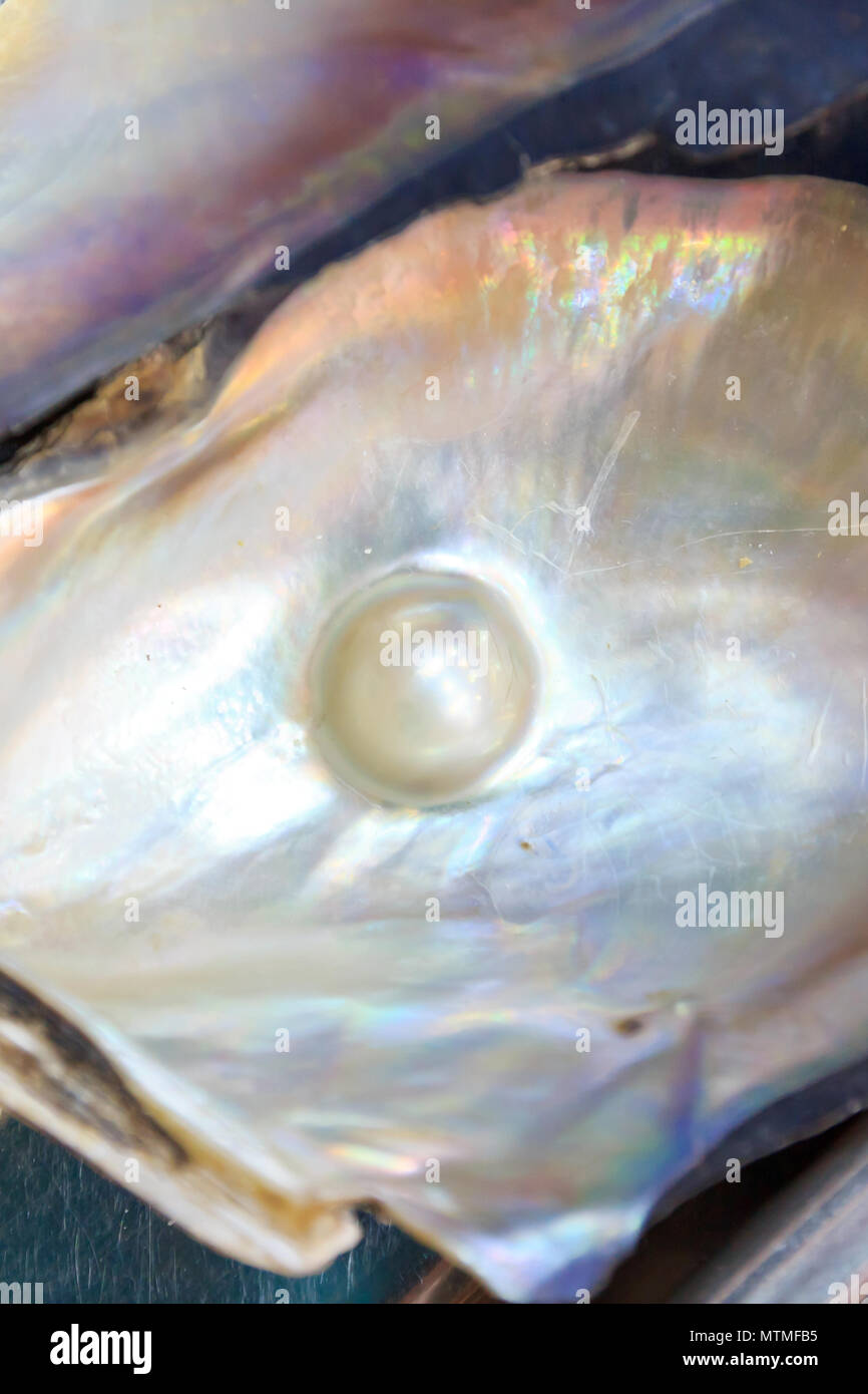Macro pearl nacre texture hi-res stock photography and images - Alamy